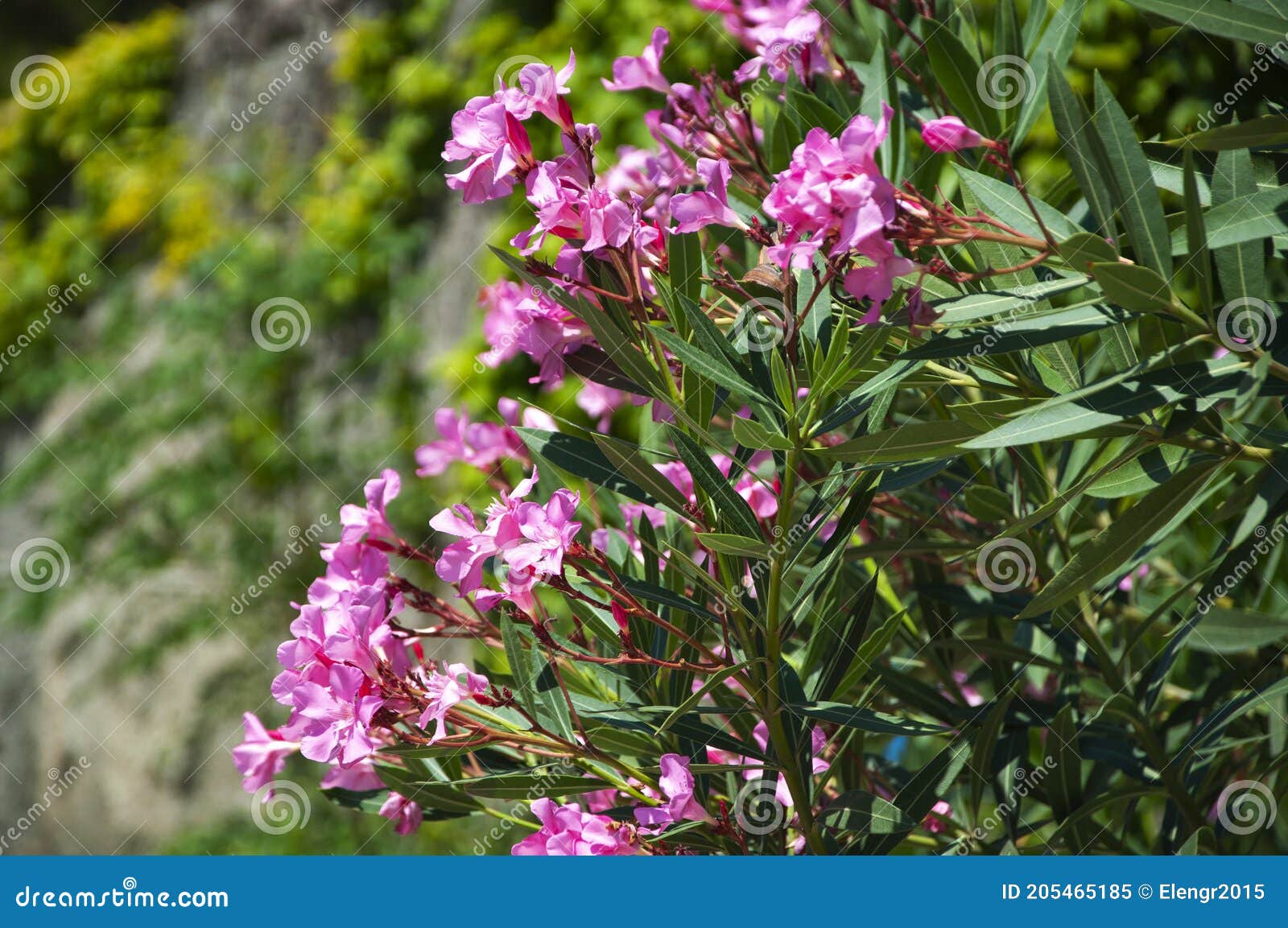 Blooming oleander bush stock image. Image of botanical - 205465185