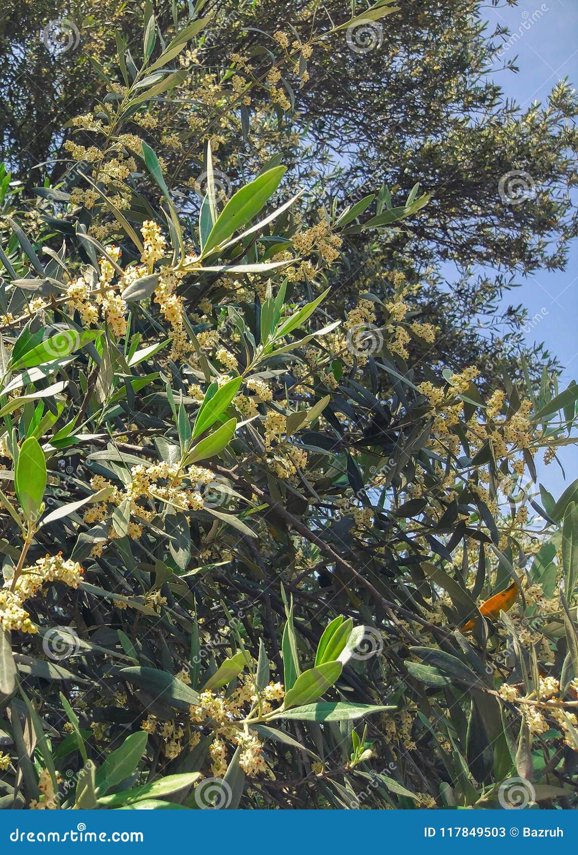Blooming olive tree stock image. Image of fruit, organic - 117849503