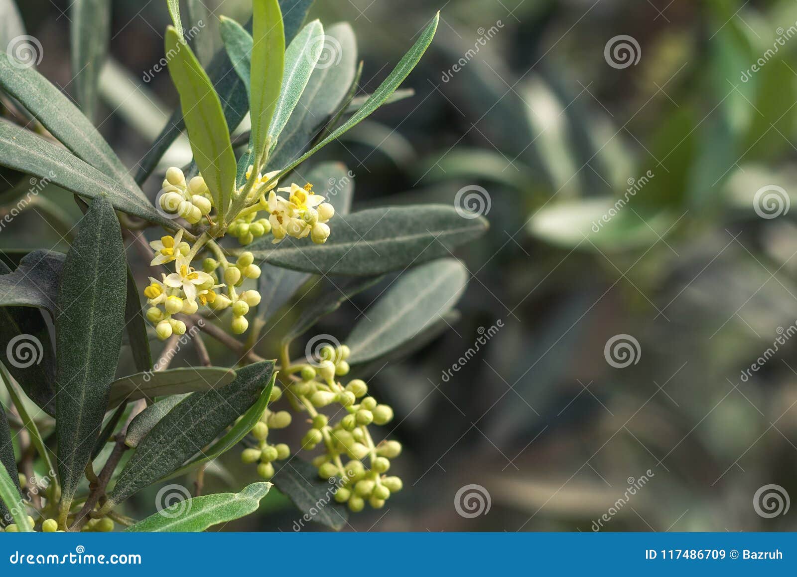 Blooming olive tree stock image. Image of europe, cultivated - 117486709