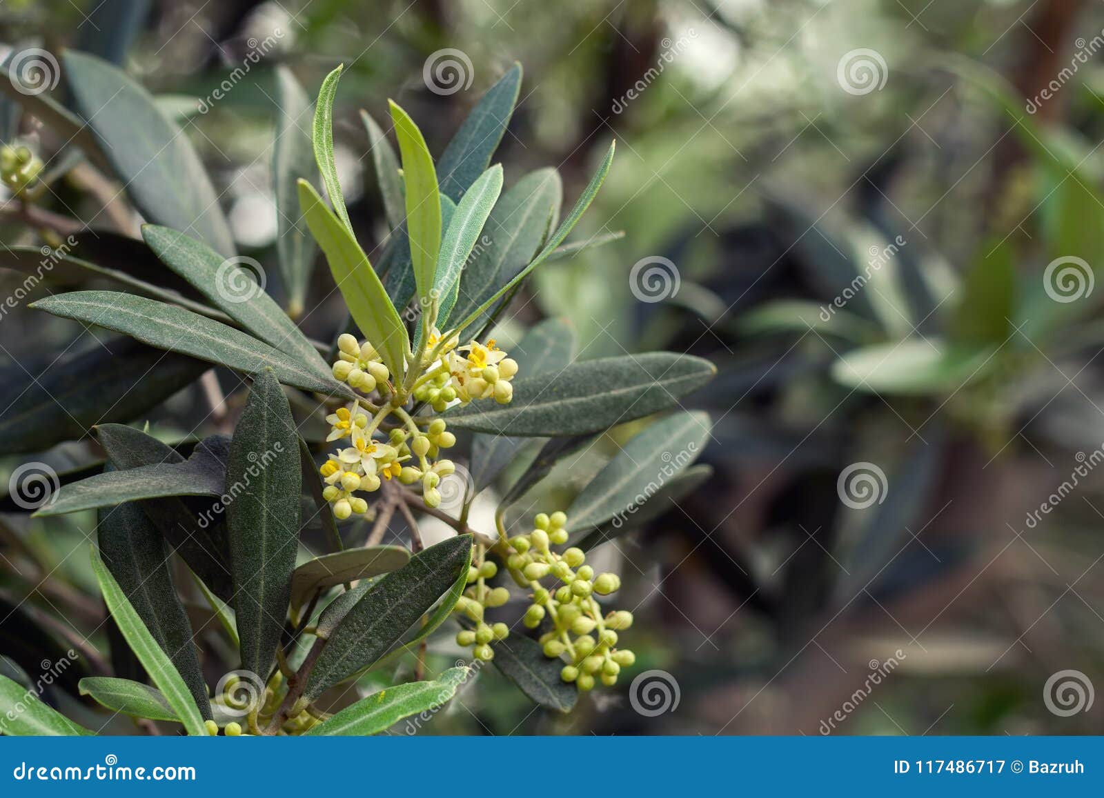 Blooming olive tree stock image. Image of natural, seasonal - 117486717