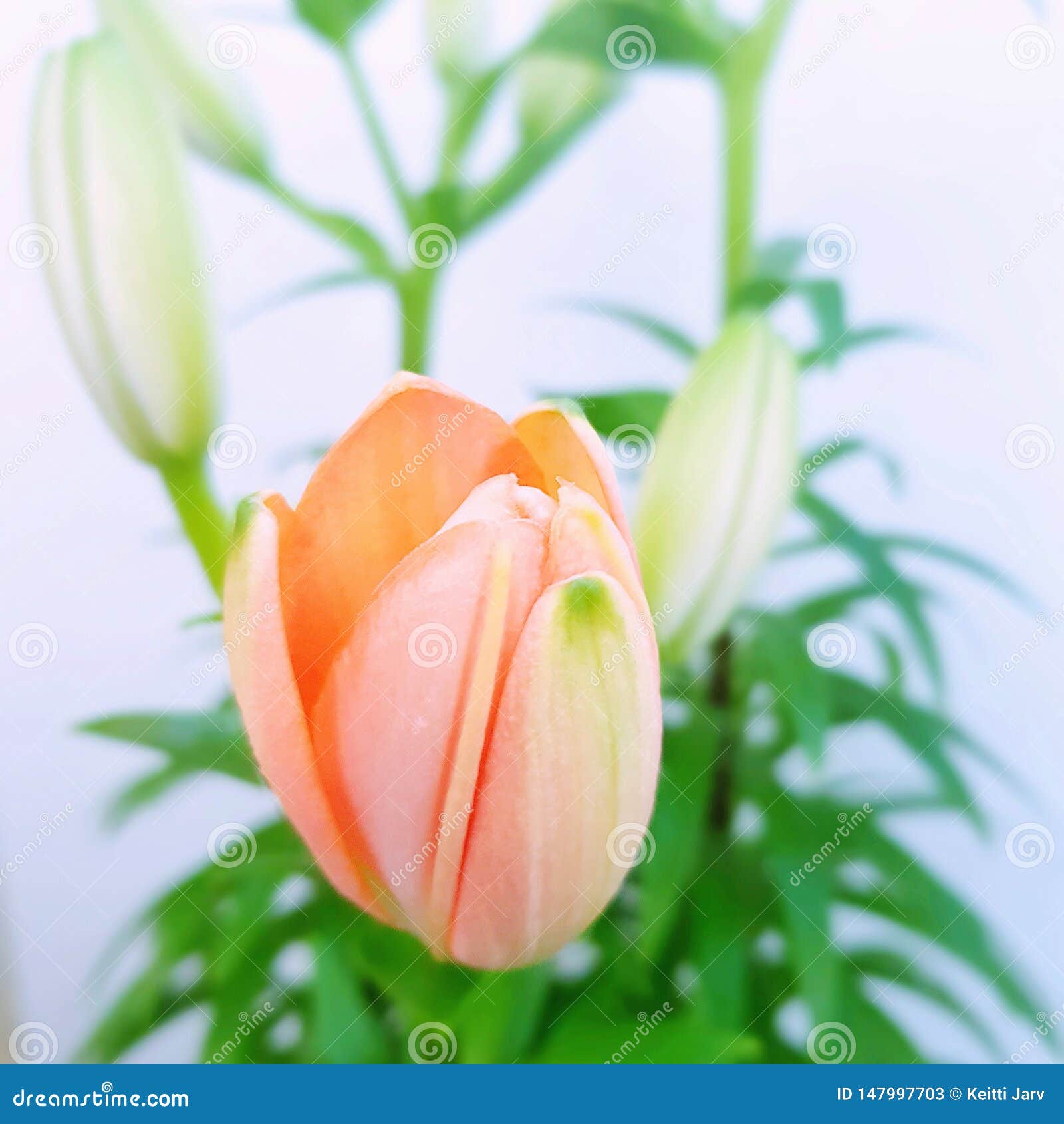 Blooming One Flower of Many Stock Image - Image of delicate, nature ...