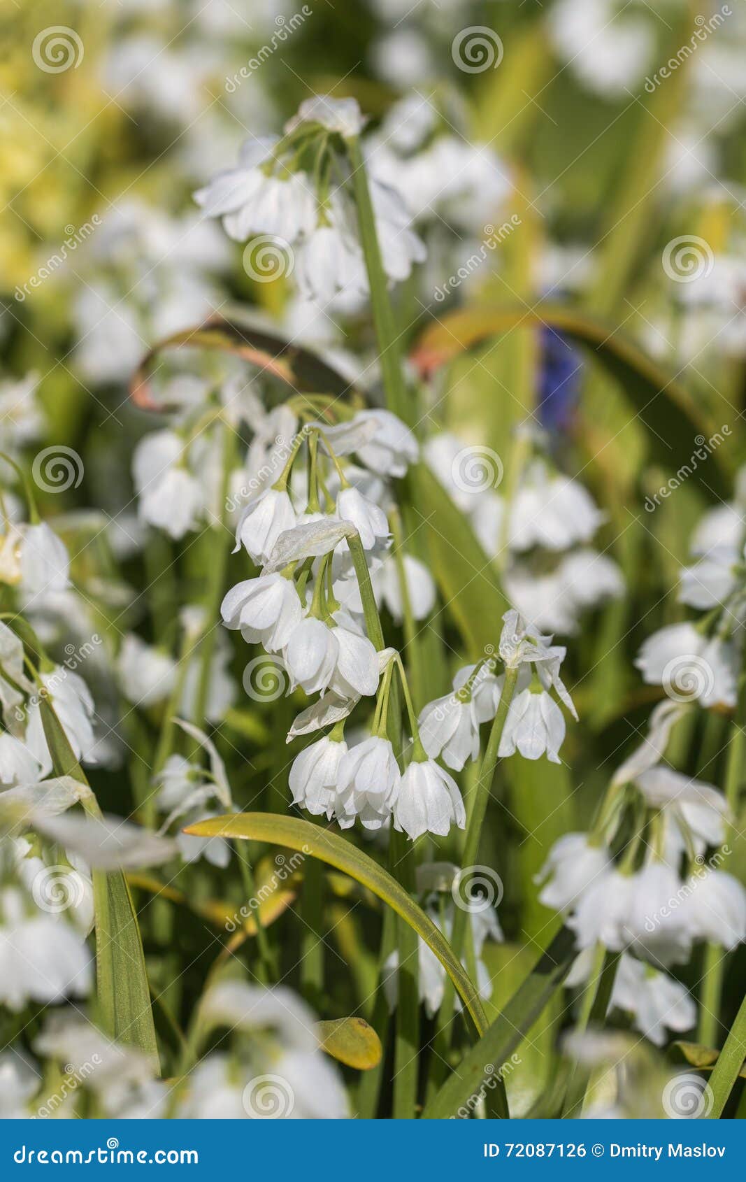 Blooming onion in spring stock photo. Image of herb, blossom - 72087126