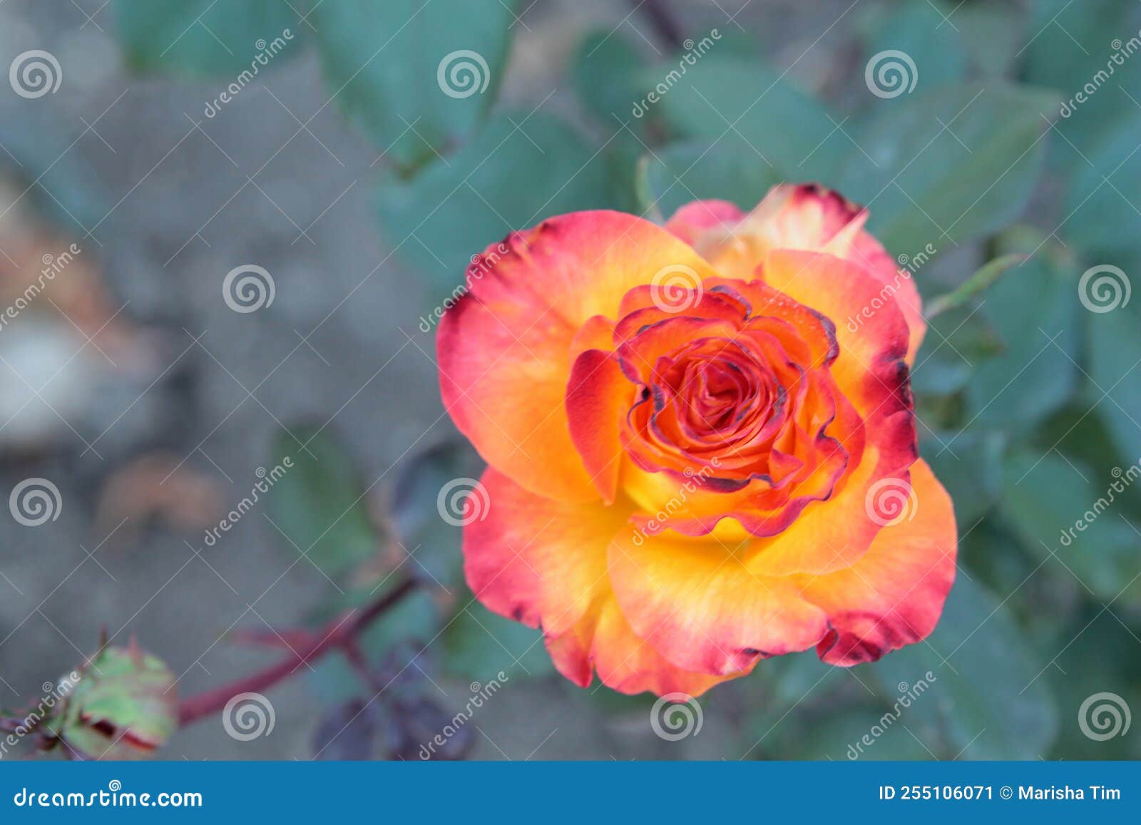 Blooming Orange Colored Rose in Garden with Background Blur Stock Image ...