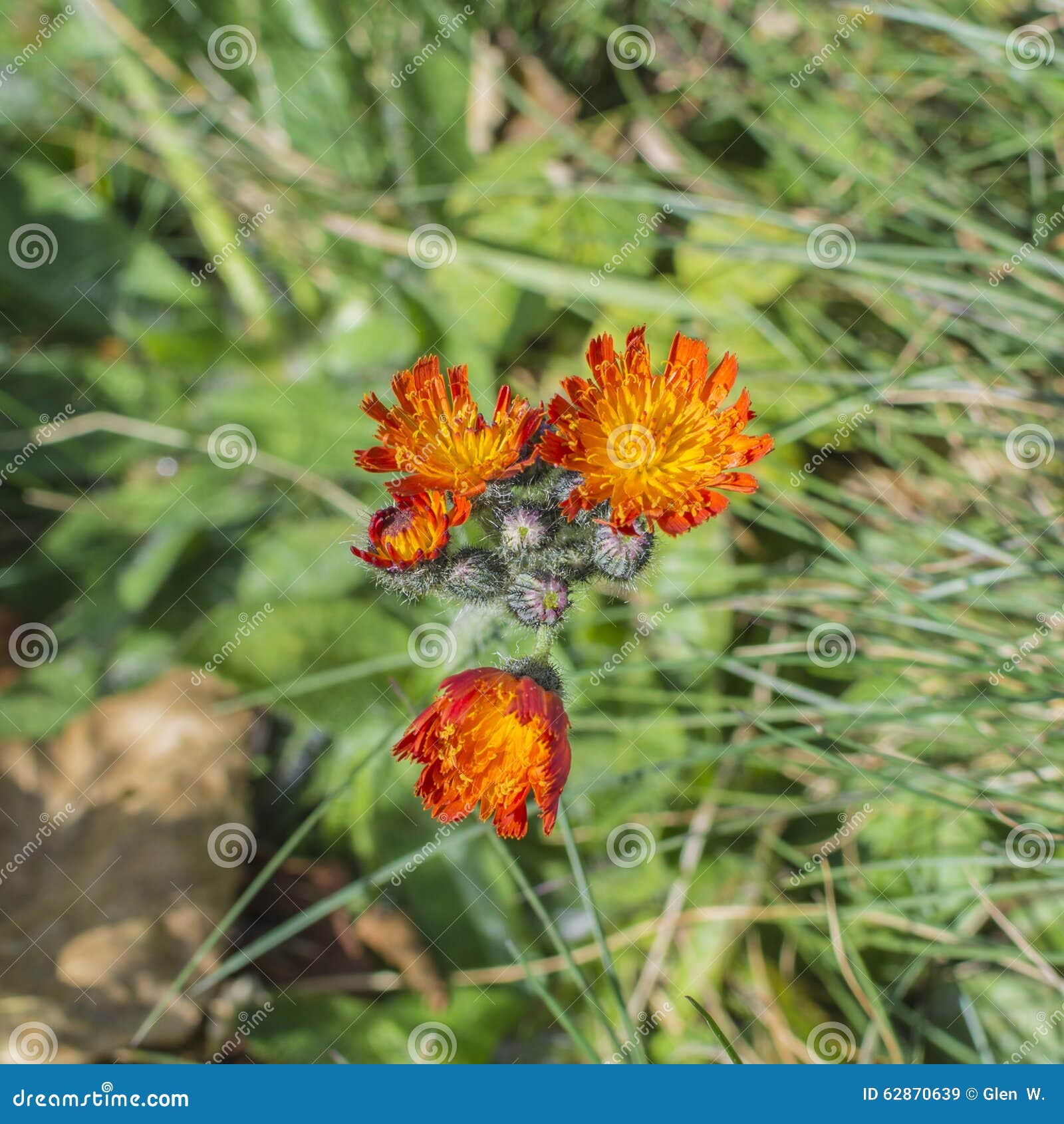 Blooming Orange Hawkweed Flowers Stock Image - Image of orange ...