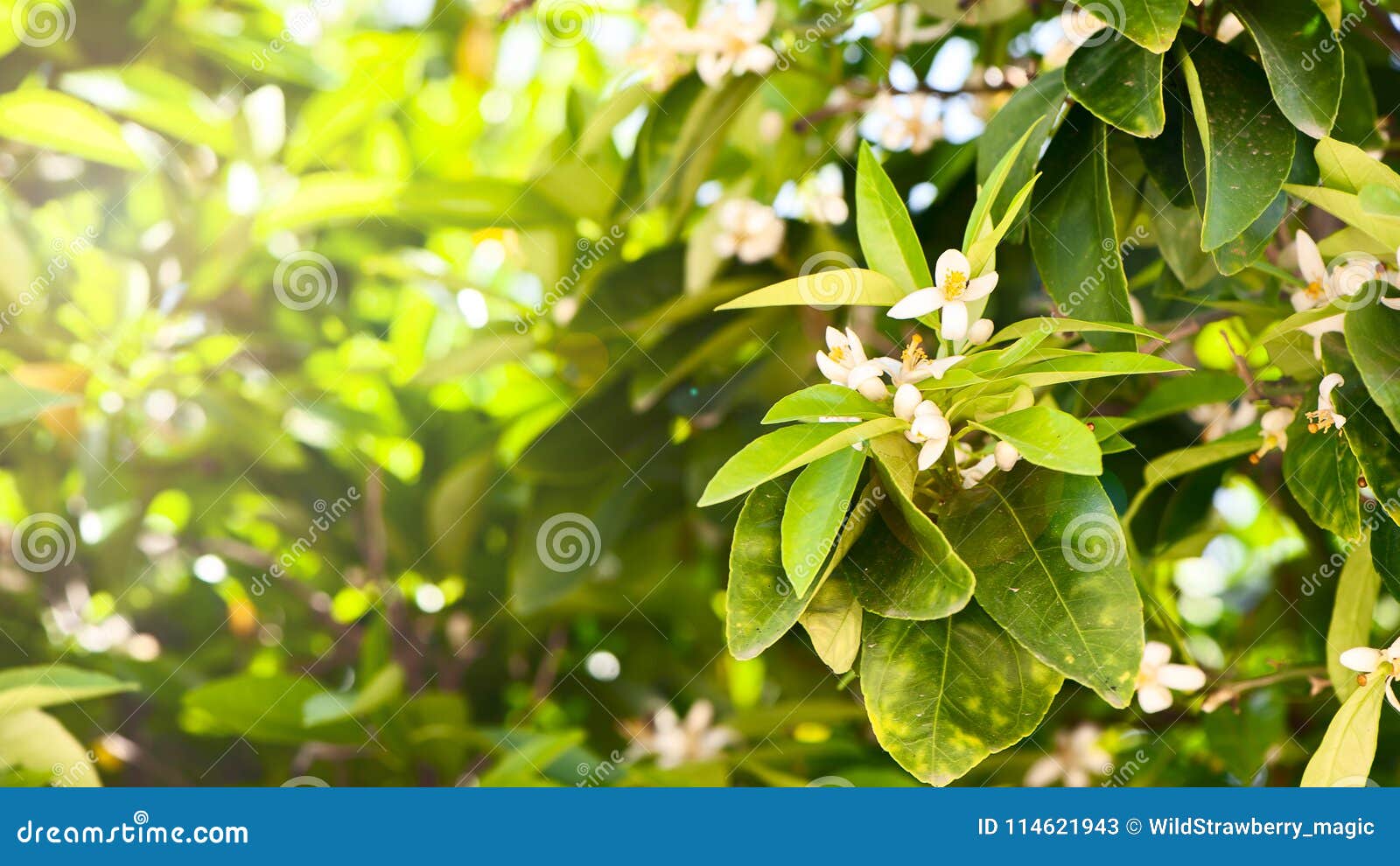 Blooming orange tree stock image. Image of background - 114621943