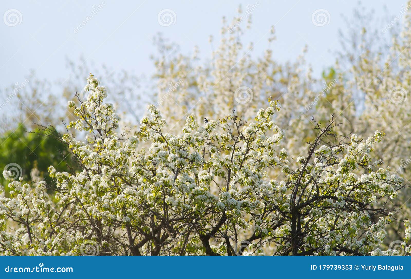 Blooming Orchard. Early Spring Morning Stock Image - Image of leaf ...