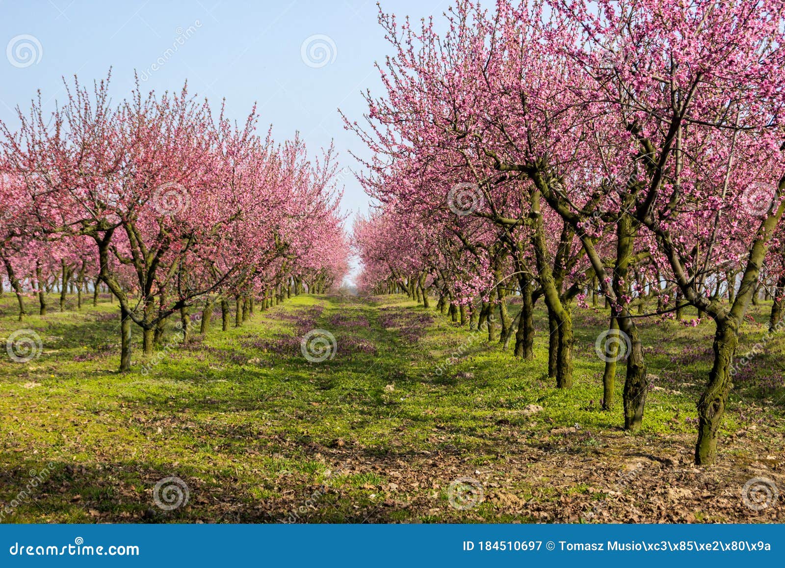 Blooming orchard in spring stock image. Image of distance - 184510697