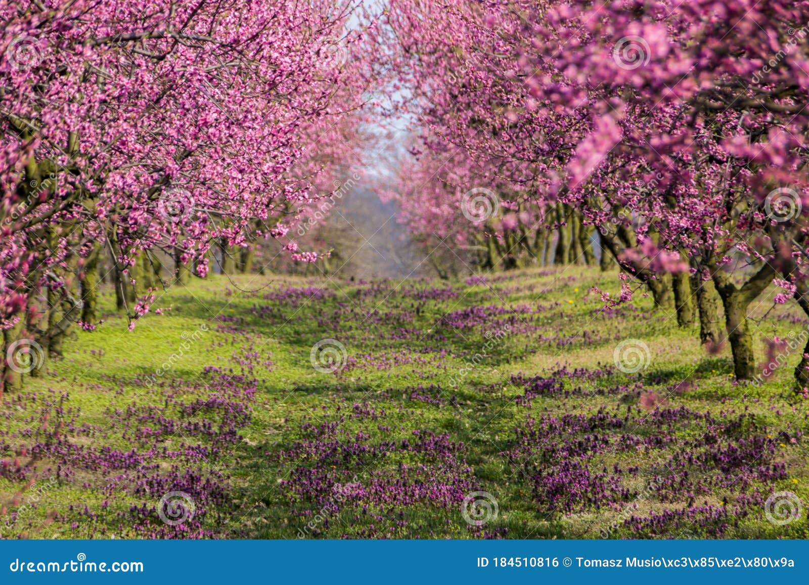Blooming orchard in spring stock photo. Image of countryside - 184510816