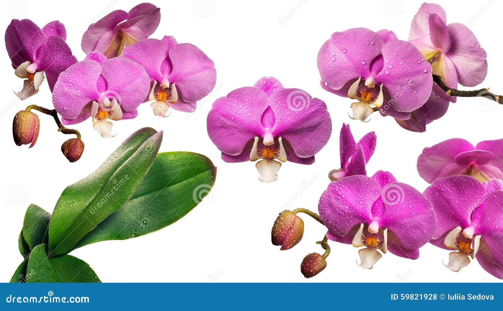 Blooming Orchid Dew Drops Collage Isolated Stock Photos - Free ...