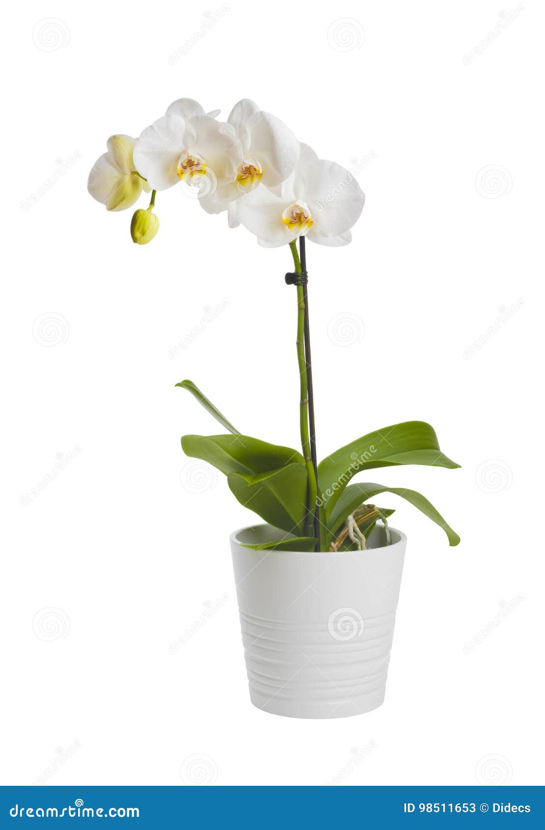 Old Orchid Plant With Naturaly Yellow Dry Leaf And Open Old Root ...