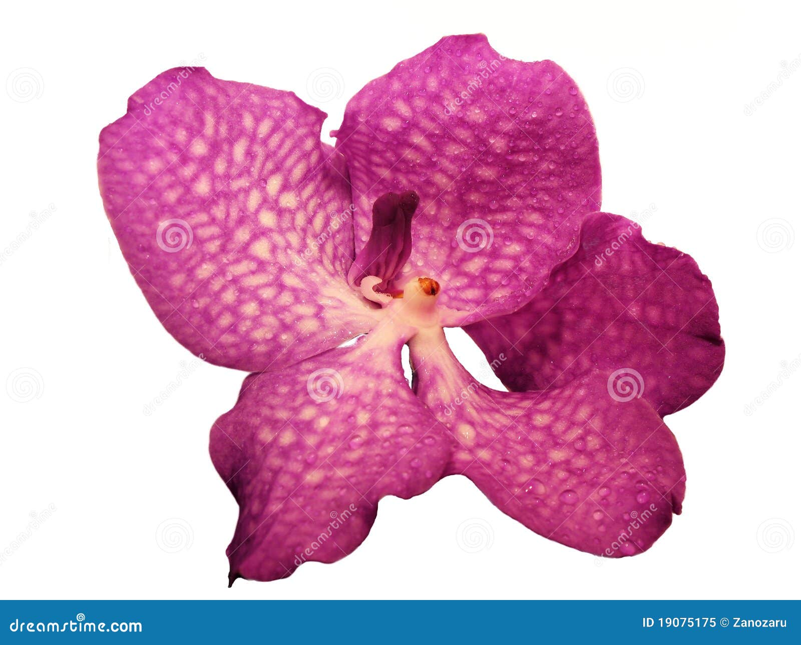 Red Vanda Or Vanda Coerulea Griff. Royalty-Free Stock Photography ...