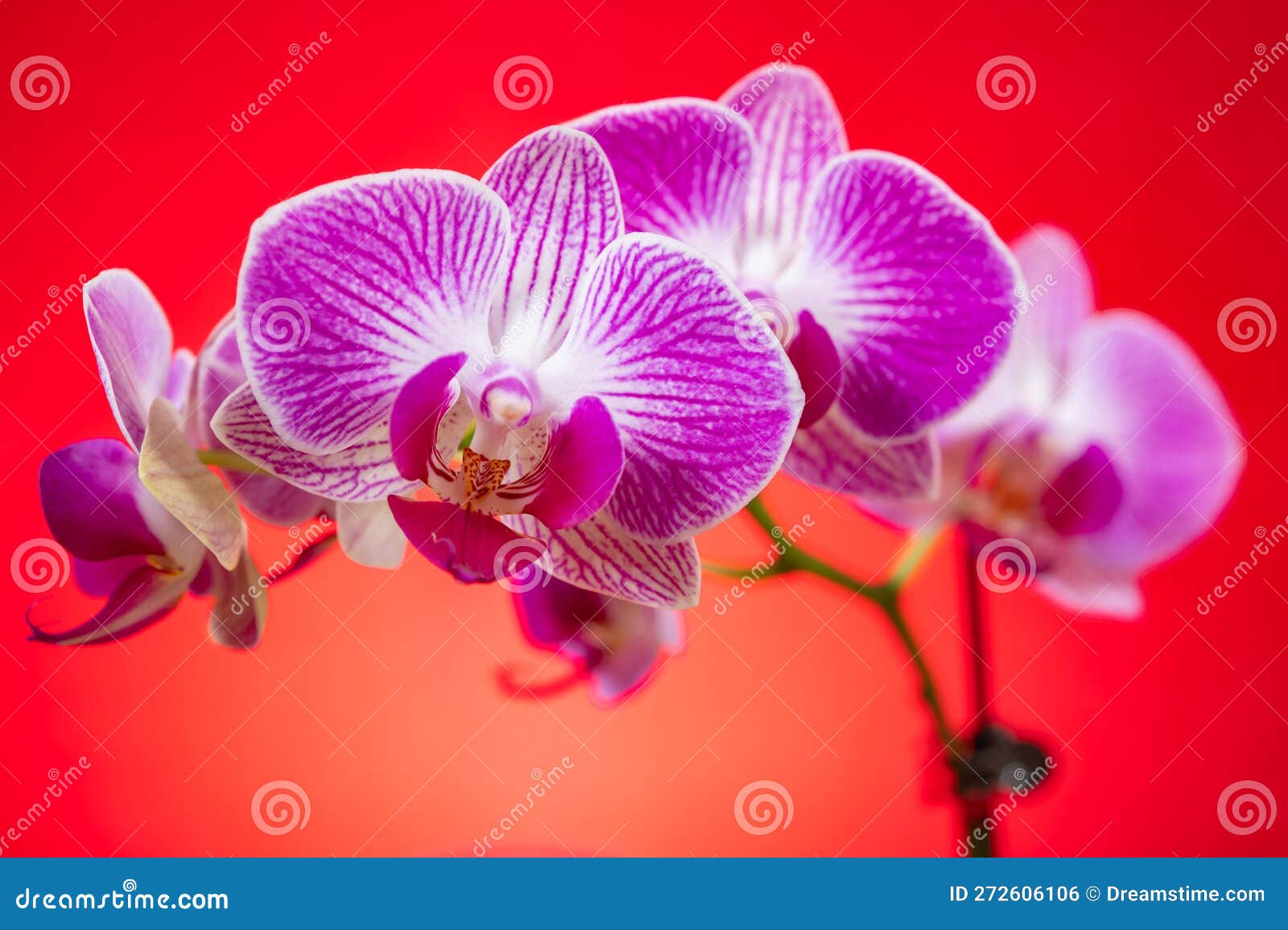Blooming Orchids on a Red Background Horizontal Composition Stock Photo ...
