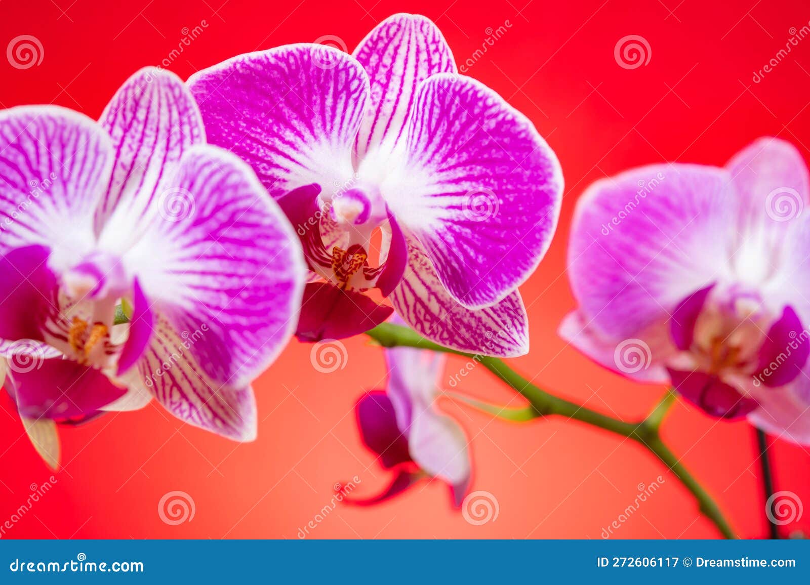 Blooming Orchids on a Red Background Horizontal Composition Stock Image ...