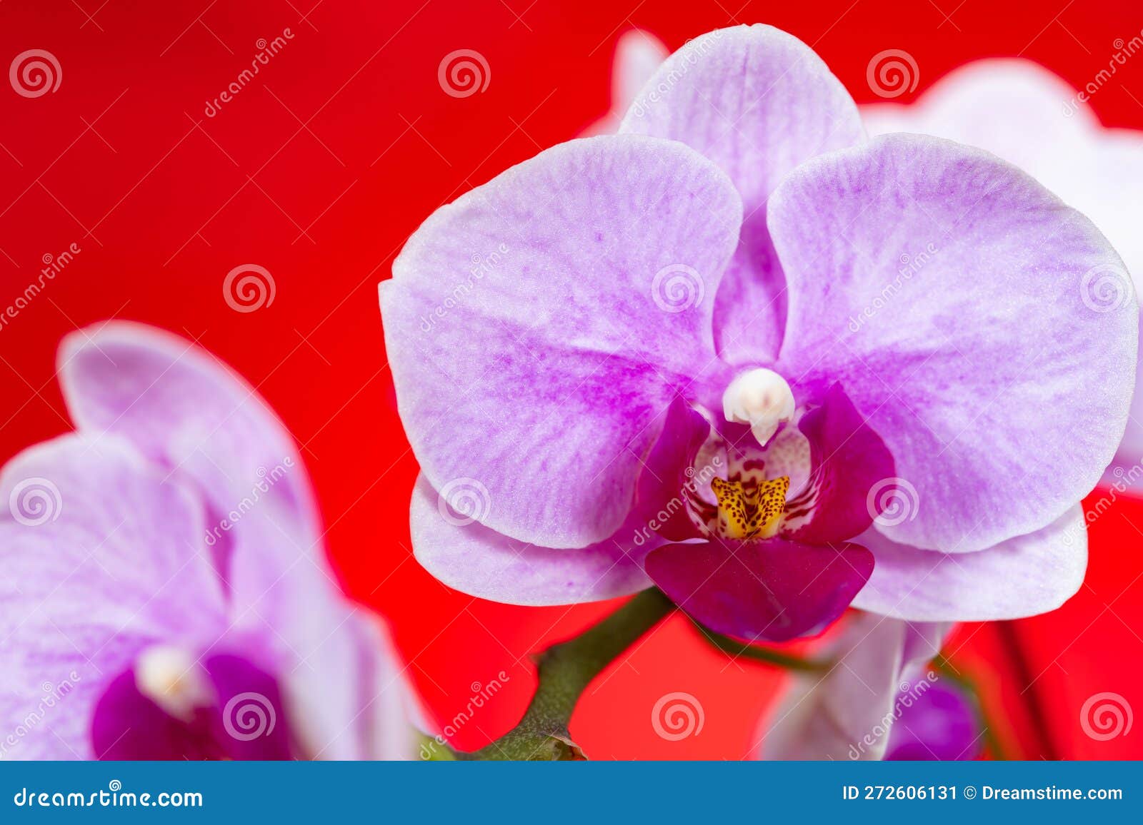 Blooming Orchids on a Red Background Horizontal Composition Stock Image ...