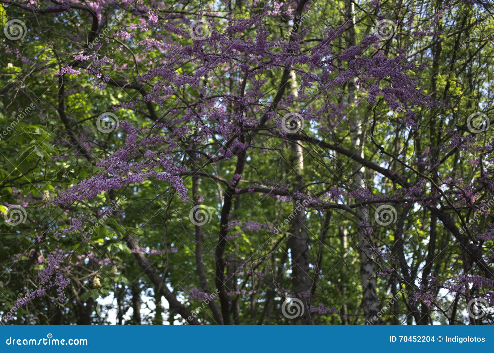 Blooming Ornamental Plum Tree. Stock Photo - Image of blue, shrub: 70452204