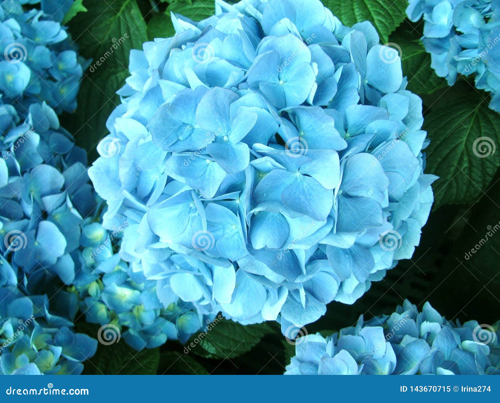 Blooming Pale Light Blue Hydrangea Stock Image - Image of botany ...