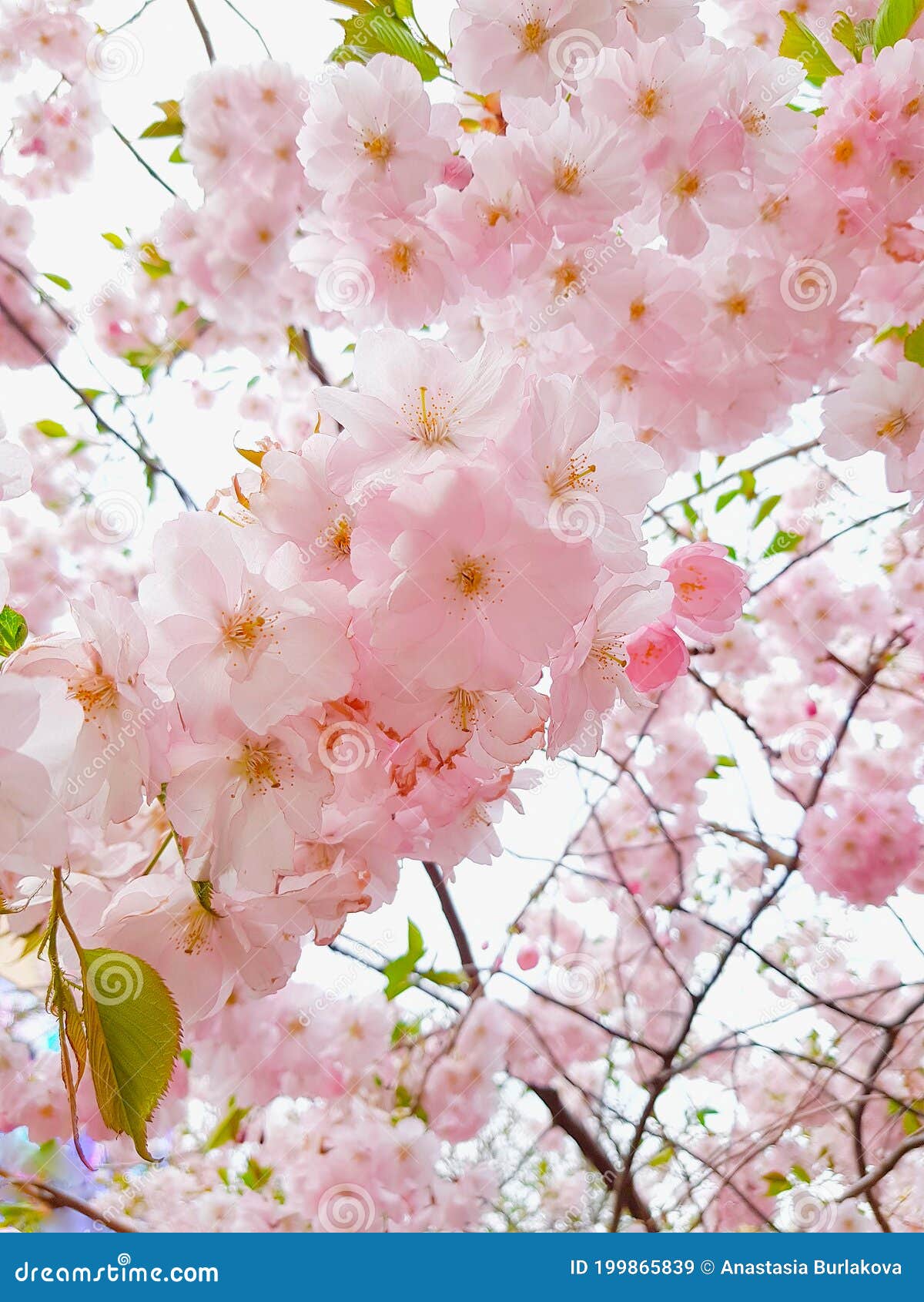 Blooming Pale Pink Sakura. Close Up, Spring Background Stock Image ...