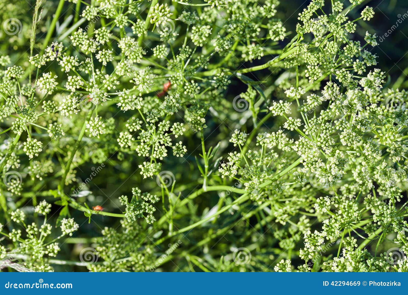 Blooming parsley stock image. Image of fragrant, abstract - 42294669