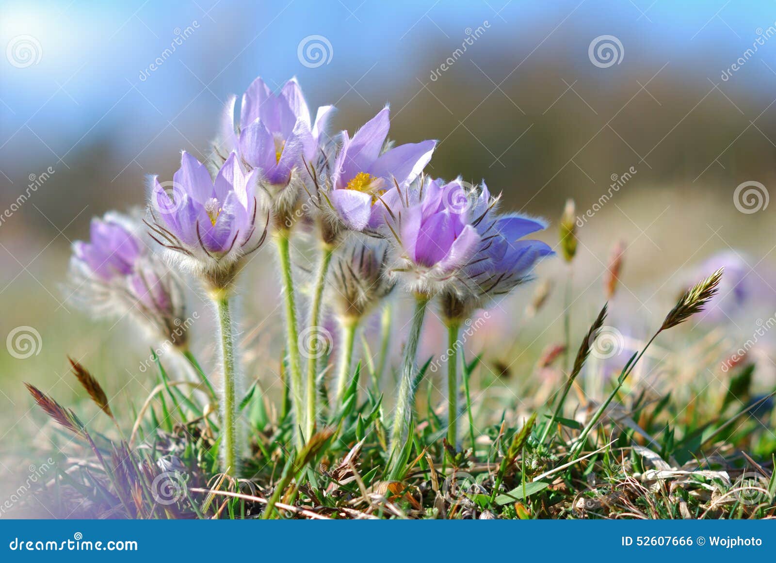 Blooming Pasque Wild Flowers in Spring Stock Photo - Image of floral ...