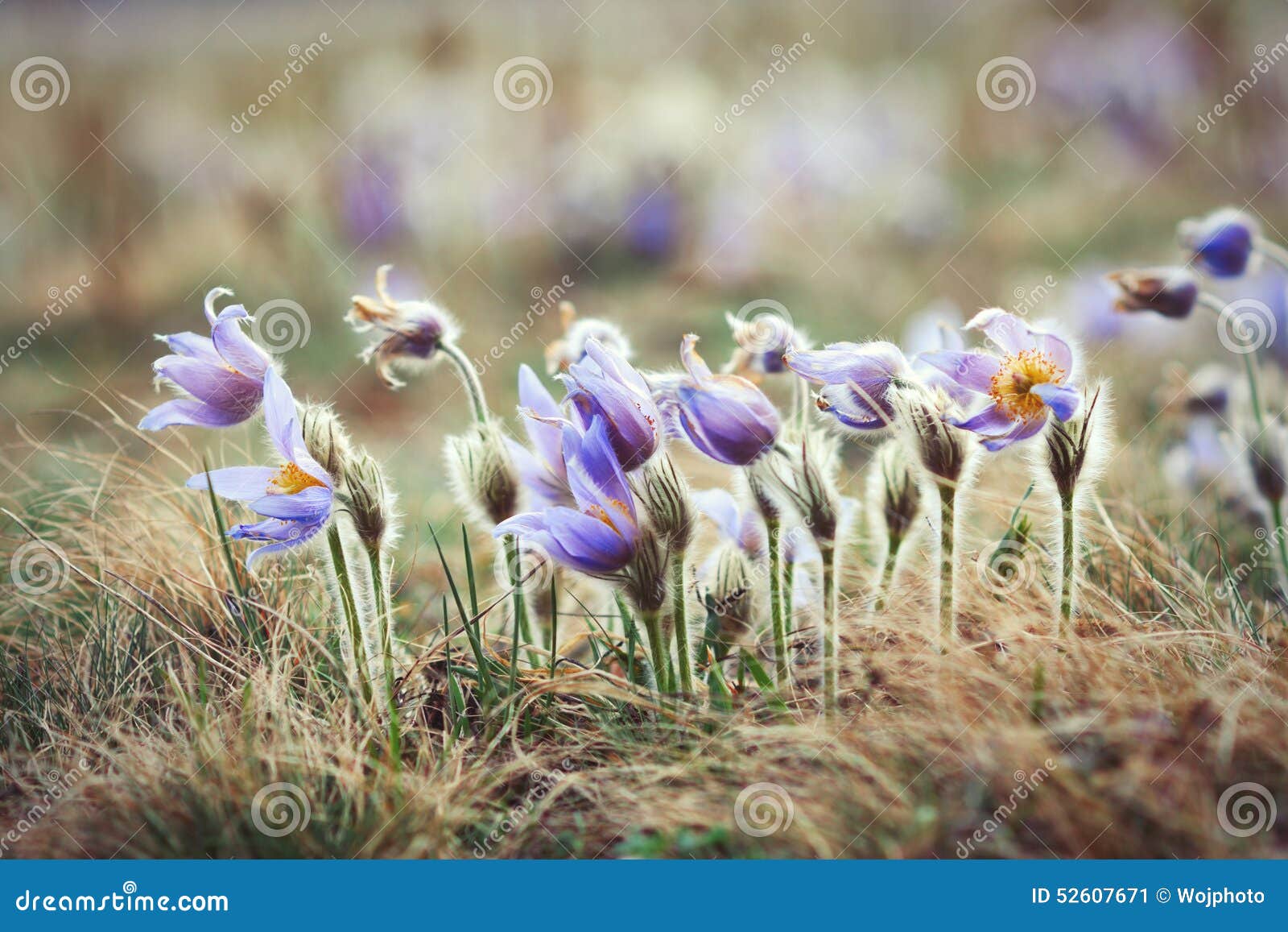 Blooming Pasque Wild Flowers in Spring Stock Image - Image of bright ...
