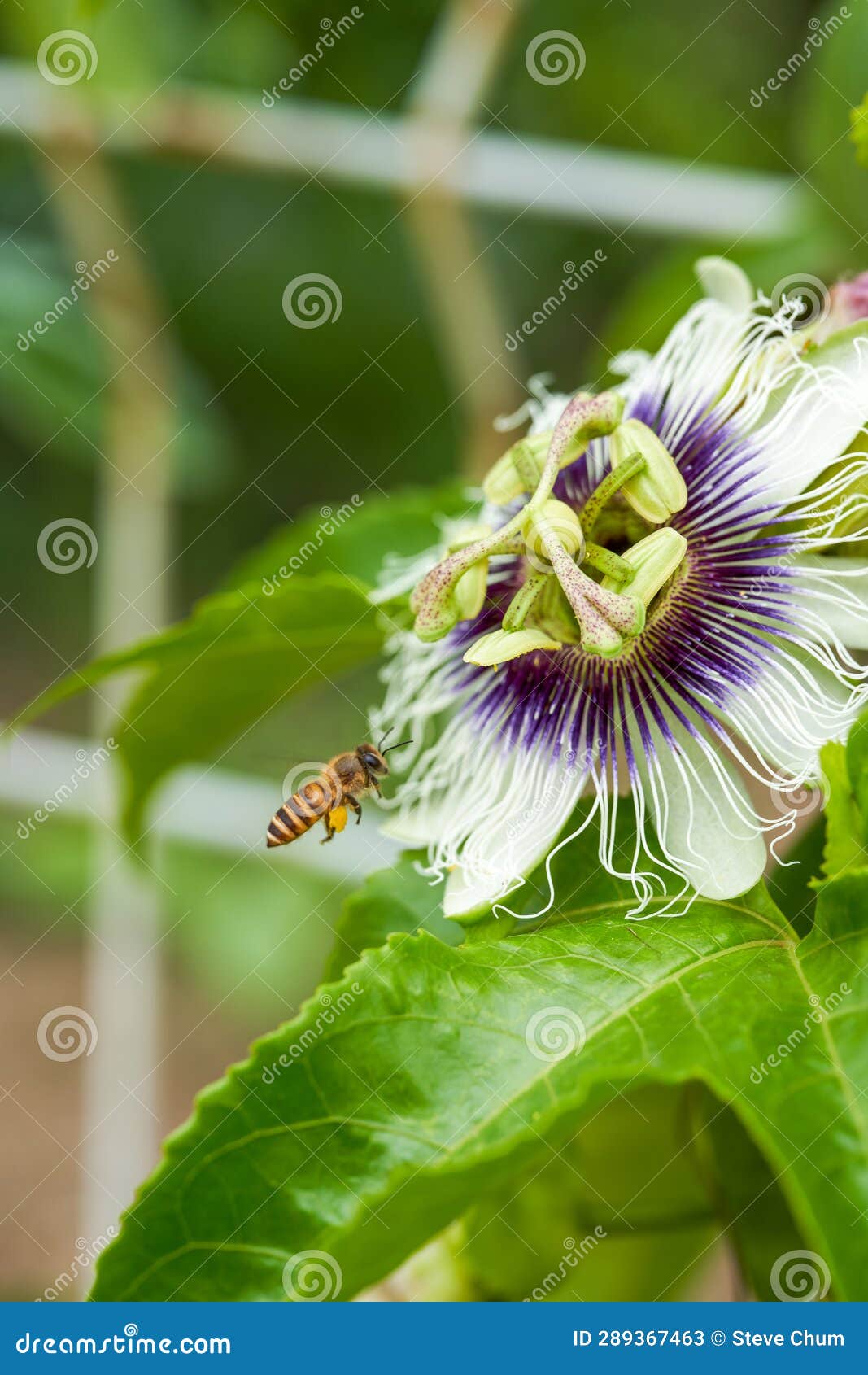 A Blooming Passion Fruit Flower with a Bee Picking Nectar Stock Image ...