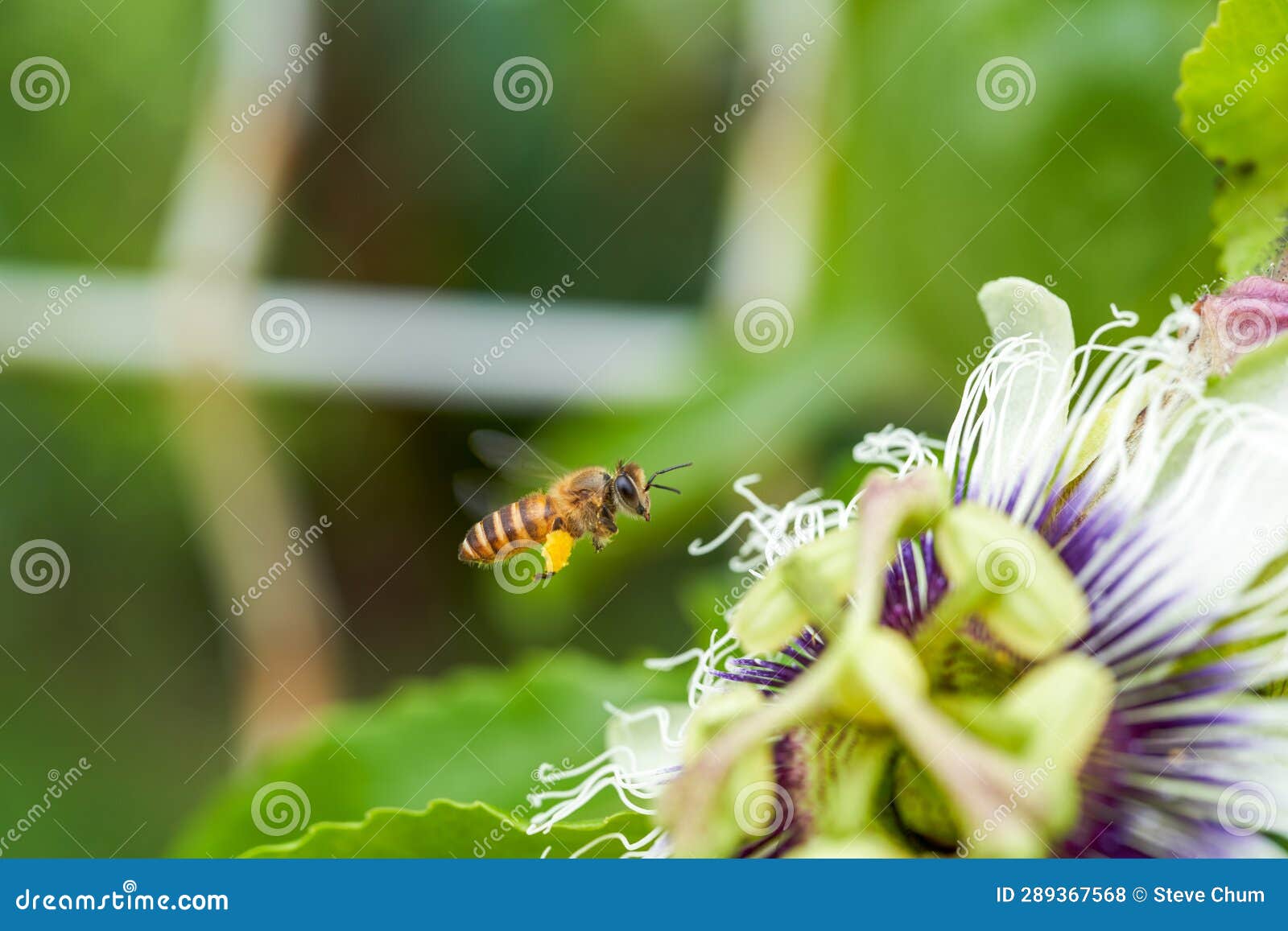 A Blooming Passion Fruit Flower with a Bee Picking Nectar Stock Photo ...