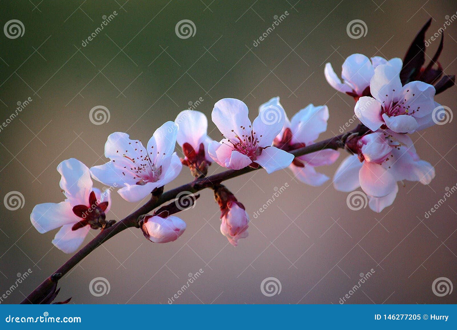 Peach flowers stock image. Image of fruit, peach, flowers - 146277205
