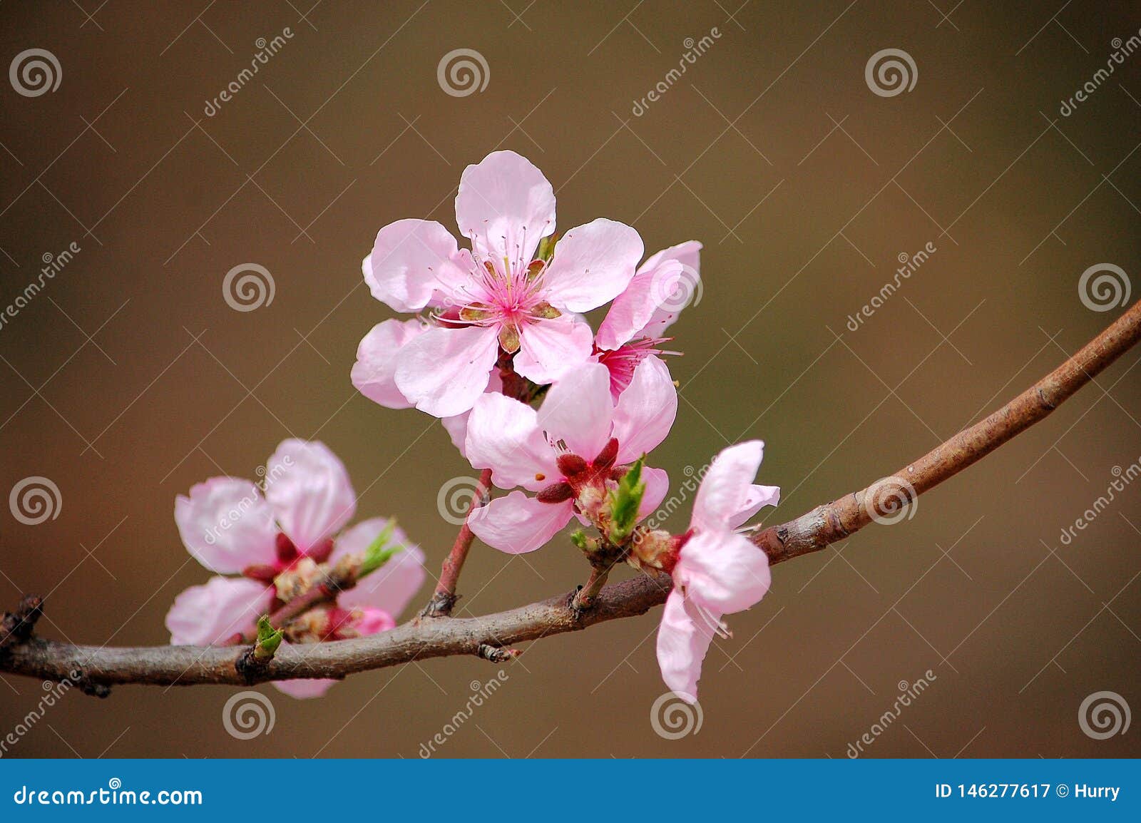 Peach flowers stock image. Image of macro, flowers, trees - 146277617