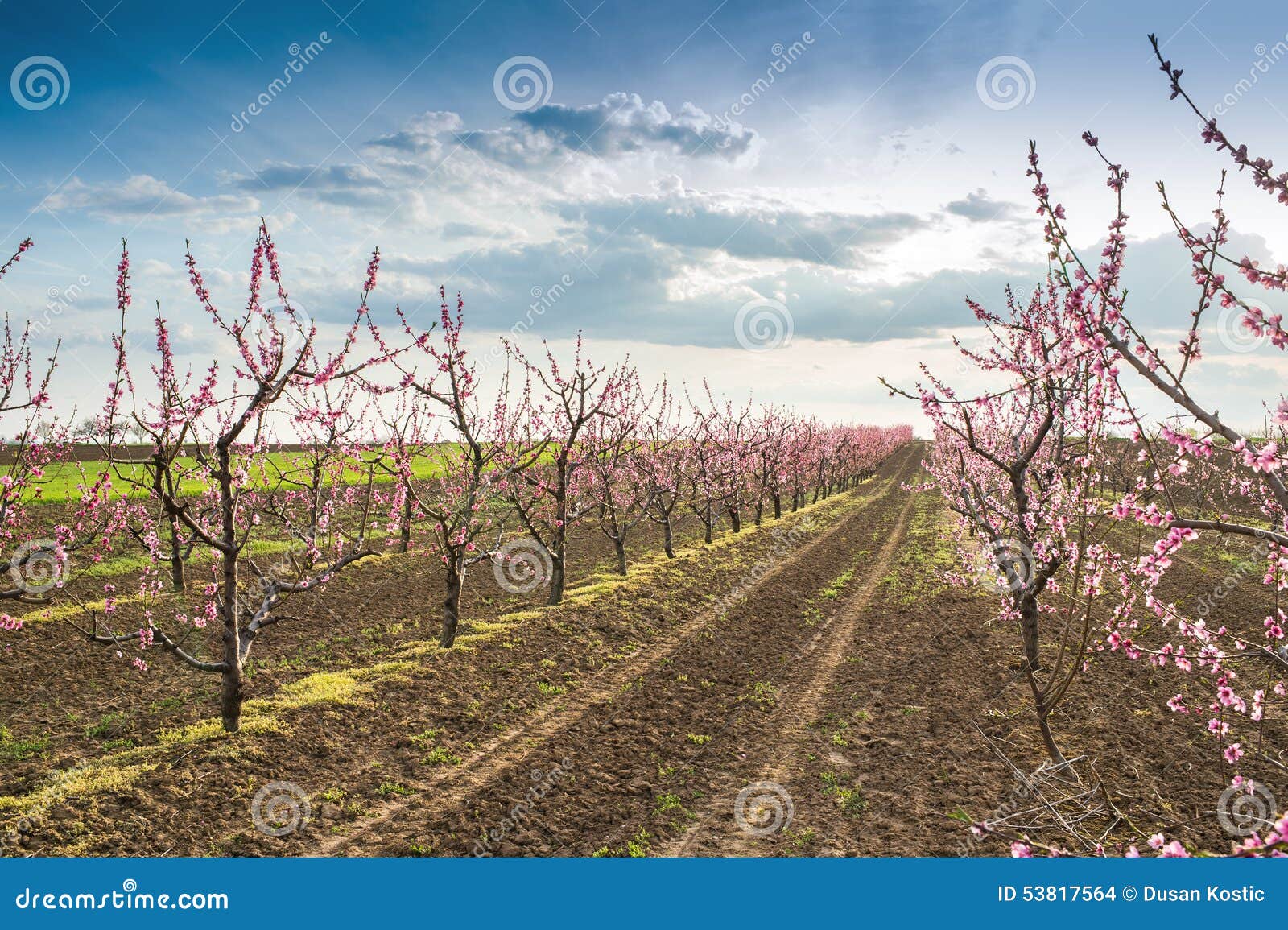 Blooming peach orchard stock photo. Image of natural - 53817564