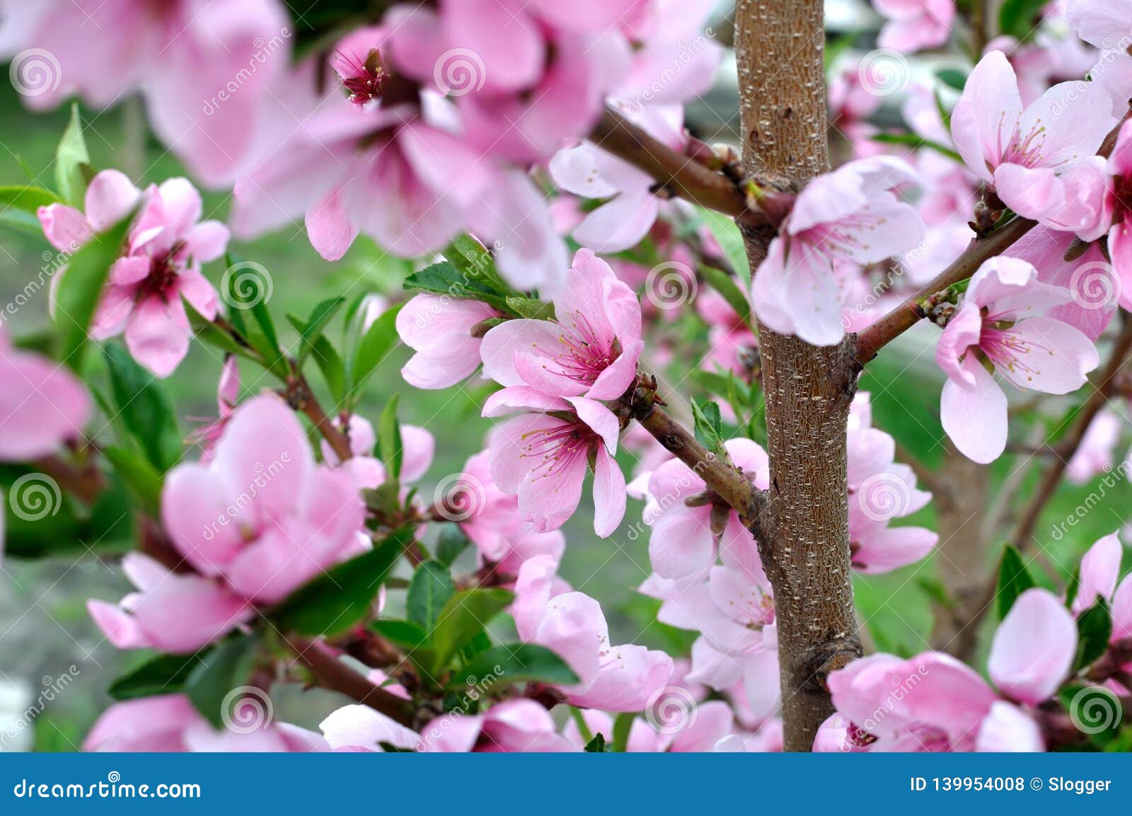 Blooming peach-tree branch stock photo. Image of peachtree - 139954008