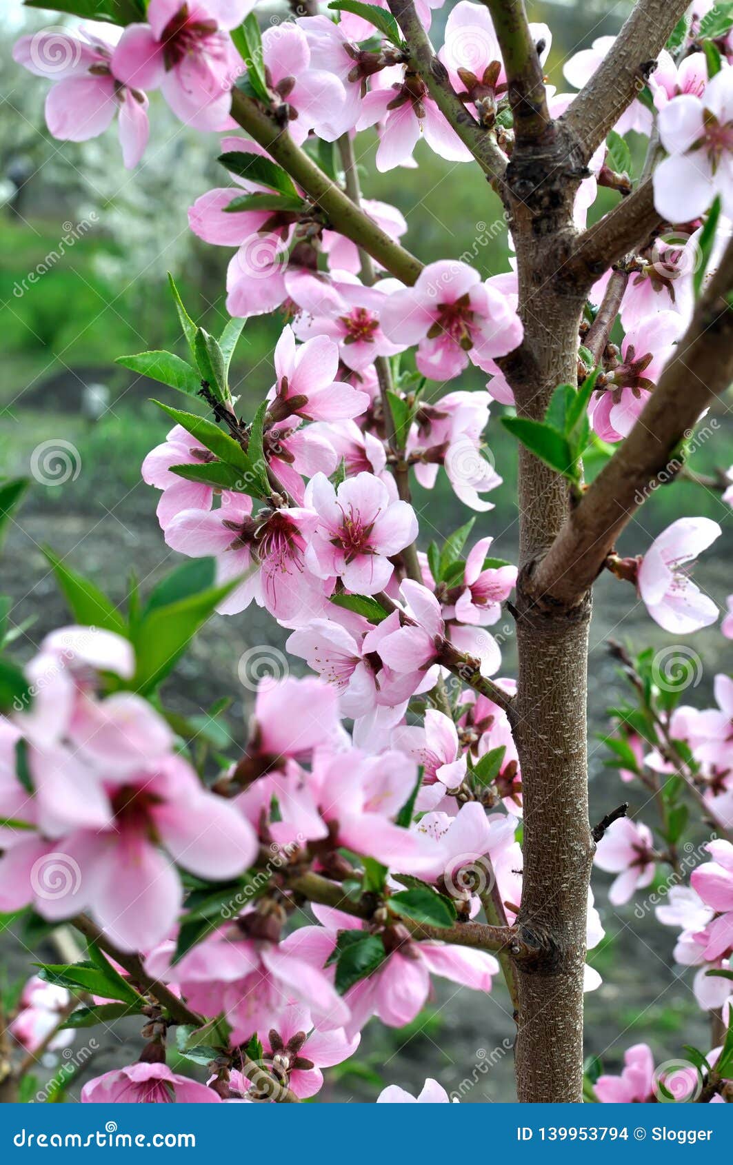 Blooming peach-tree branch stock photo. Image of natural - 139953794