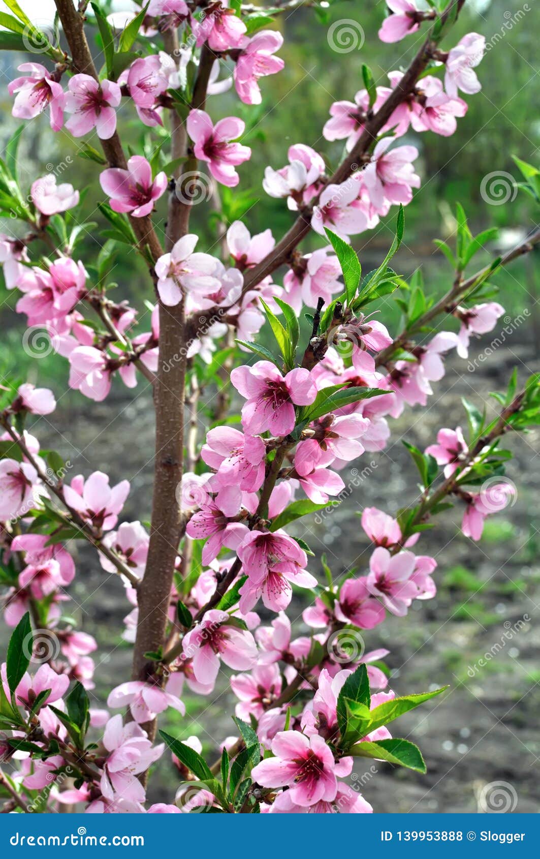 Blooming peach-tree branch stock photo. Image of early - 139953888
