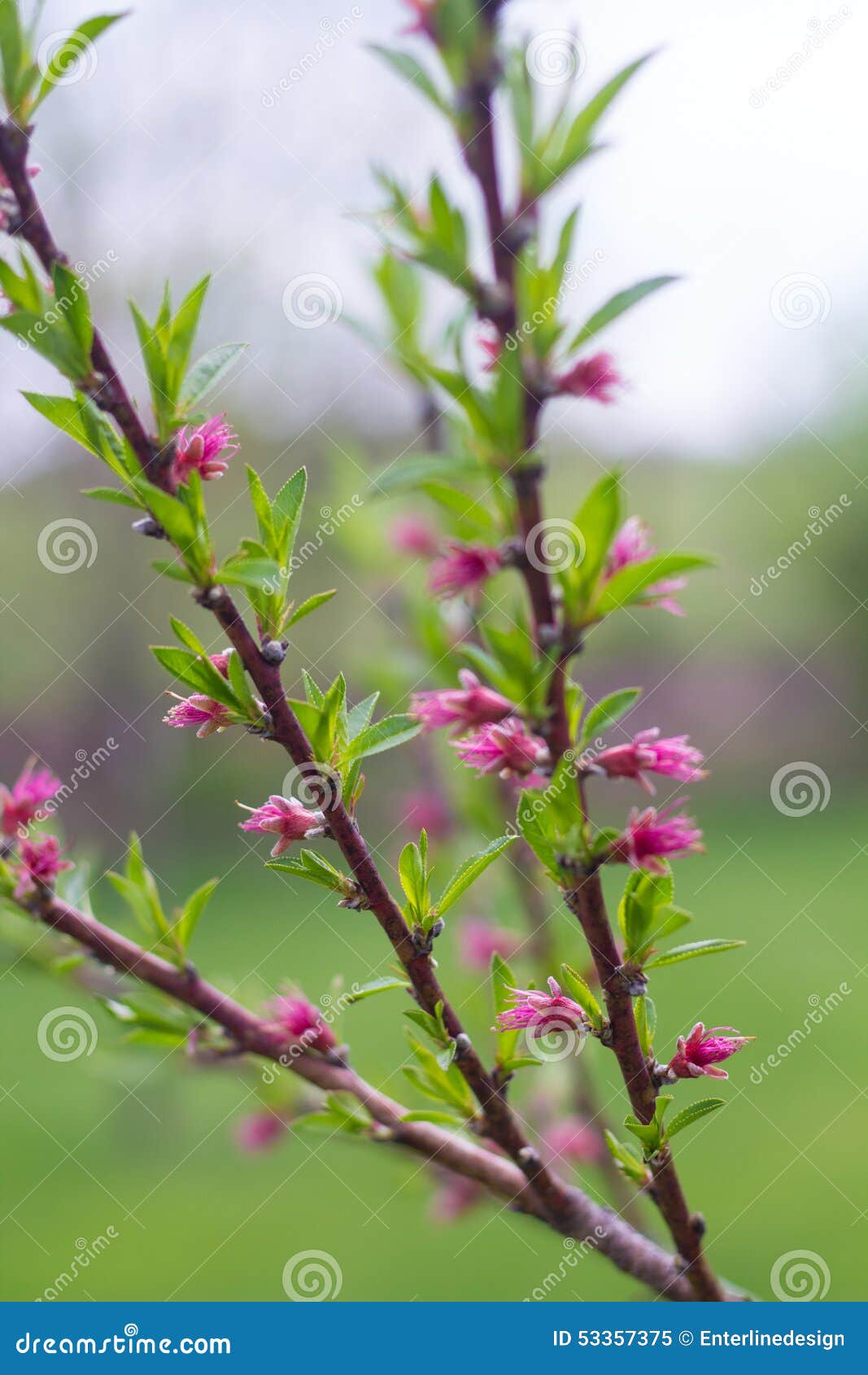 Blooming Peach Tree Branches Stock Image - Image of nature, flowering ...