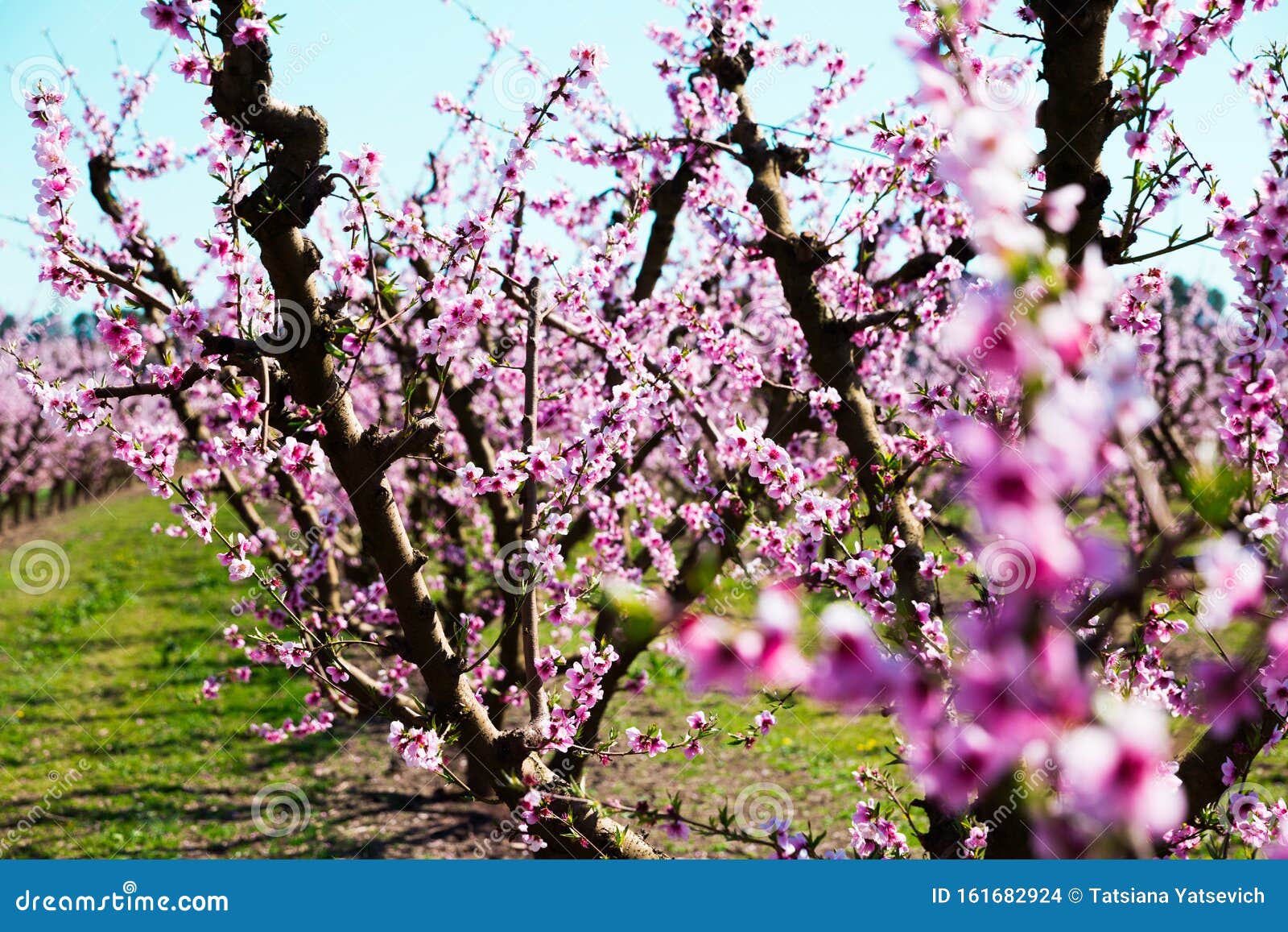 Blooming Peach Trees in Spring Stock Photo - Image of cultivars, france ...