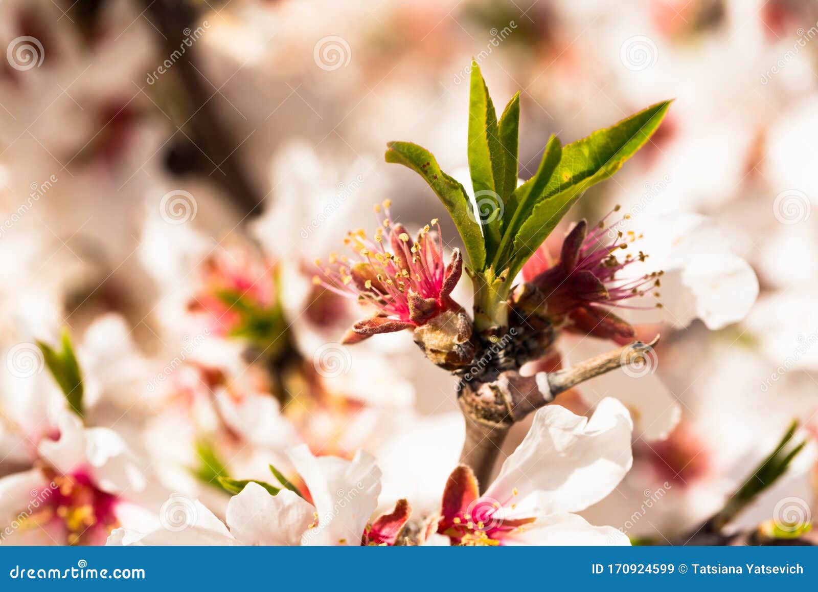 Blooming Peach Trees in Spring Stock Image - Image of florescence ...
