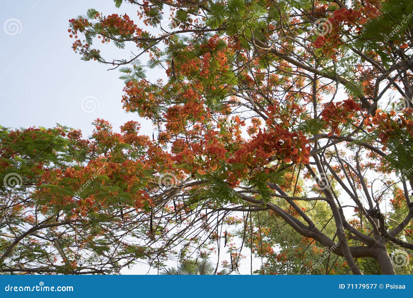 Blooming Peacock Flower of Flame Tree Stock Image - Image of leaf ...