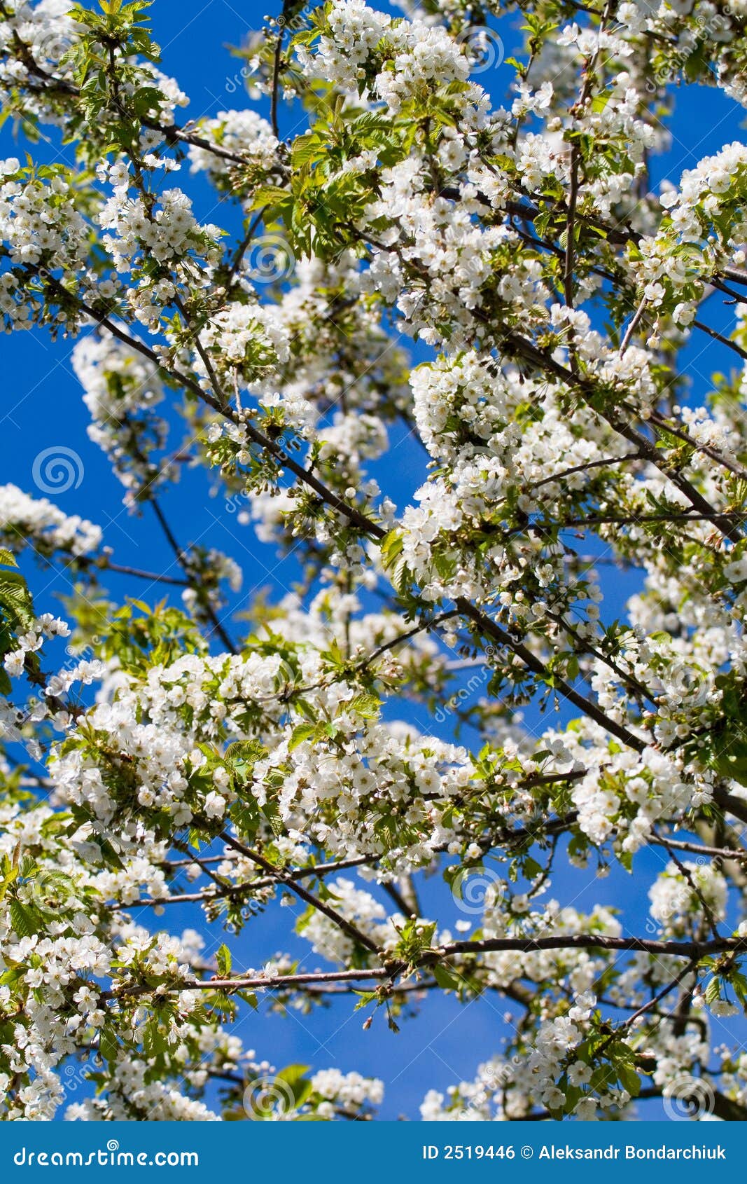 Blooming pear stock photo. Image of beauty, pear, garden - 2519446