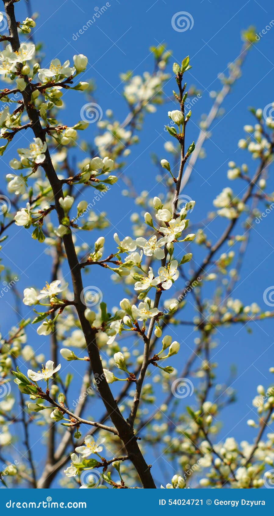 Blooming Pear Tree Against the Background of Blue Sky Stock Image ...