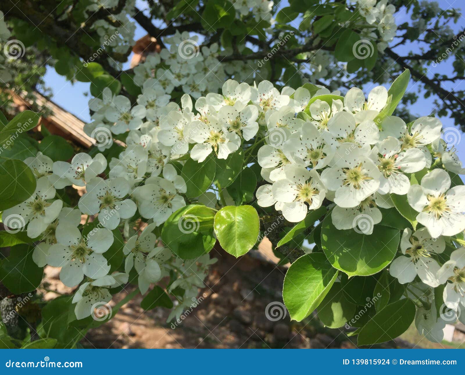 Blooming pear tree stock photo. Image of blooming, beauty - 139815924