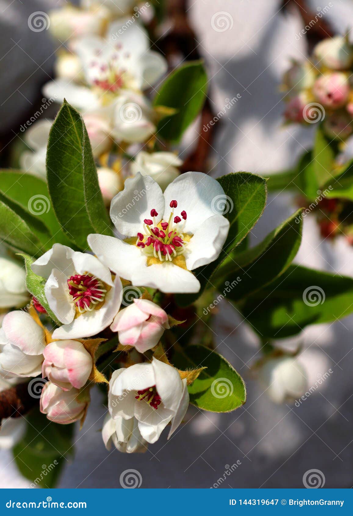 Blooming Pear Tree Blossoms Stock Image - Image of nature, gardening ...