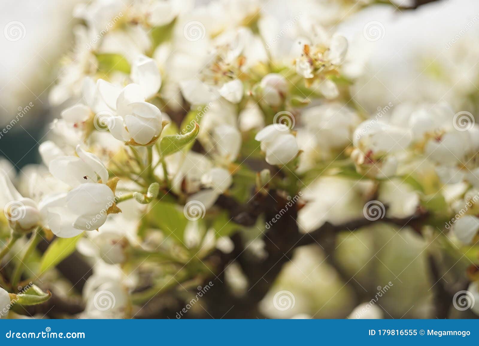 Blooming Pear Tree Close Up Branch in Spring Day Stock Image - Image of ...