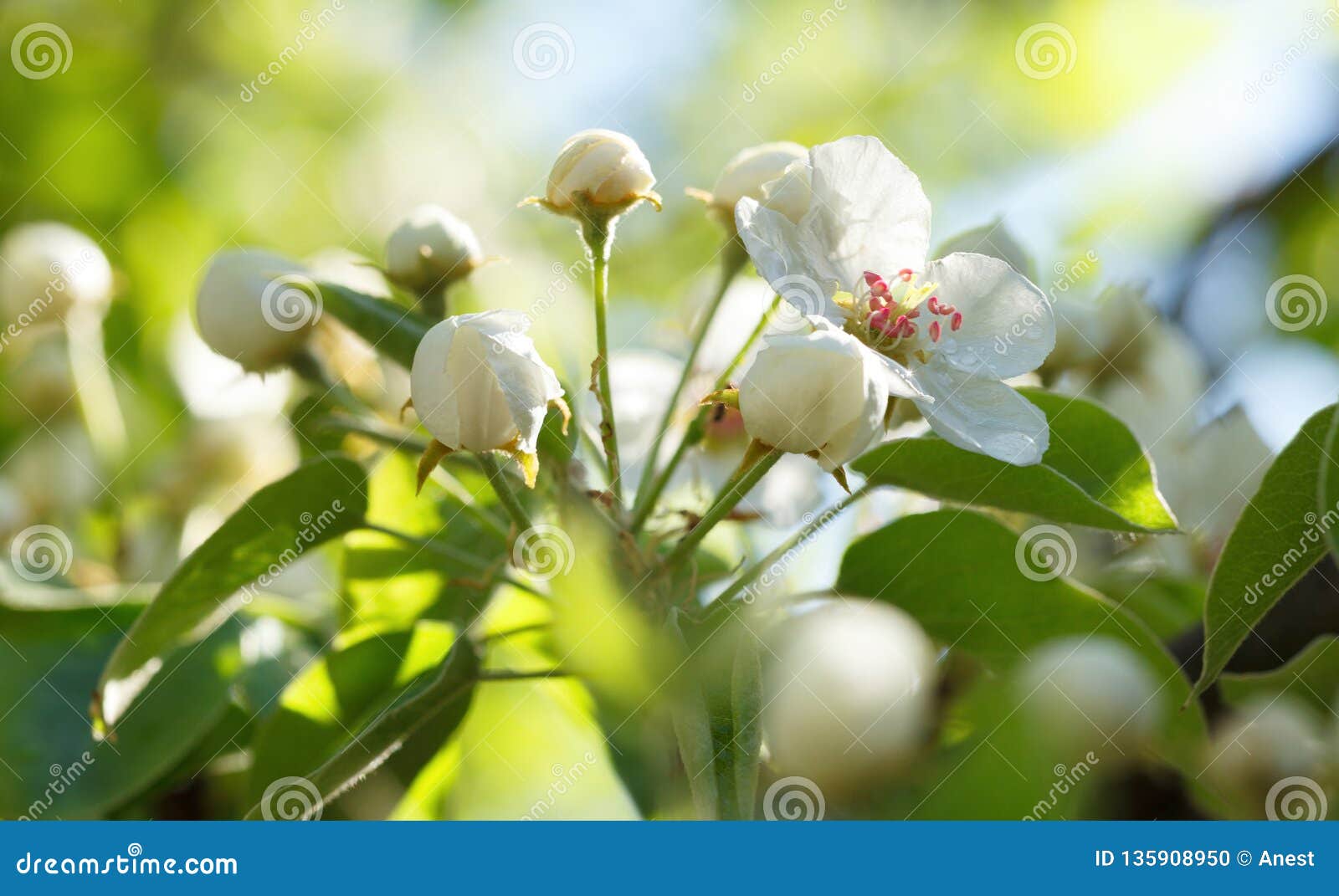 Blooming pear tree stock photo. Image of pear, nature - 135908950