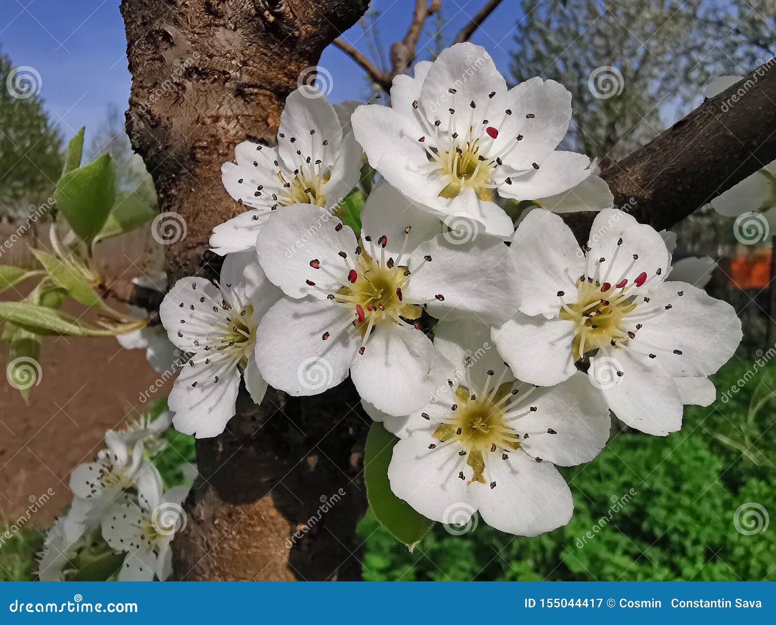 Blooming pear tree flower stock image. Image of bloom - 155044417