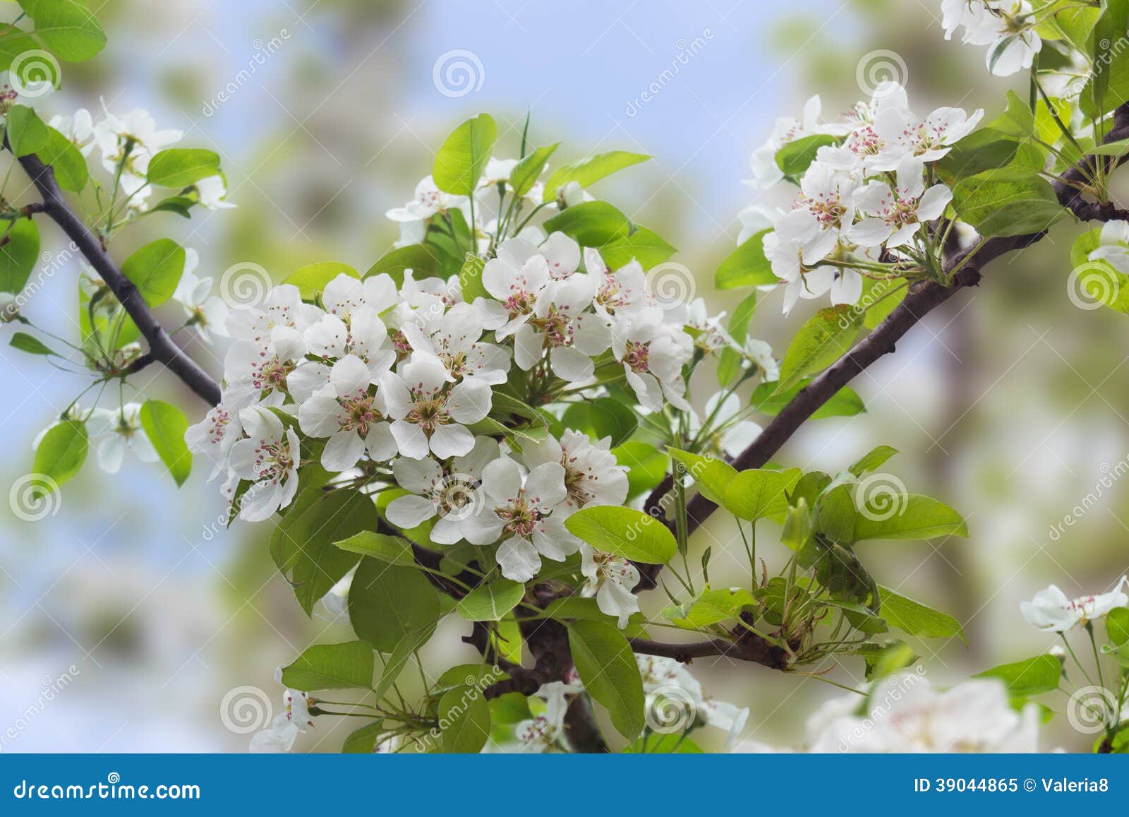 Blooming Pear Tree stock image. Image of blossom, season - 39044865
