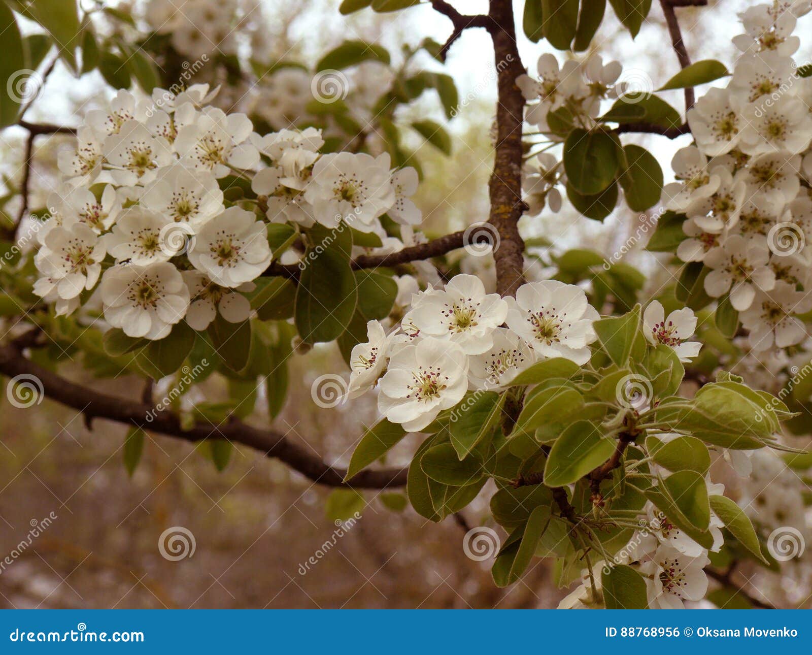Blooming pear-tree stock photo. Image of white, romantic - 88768956