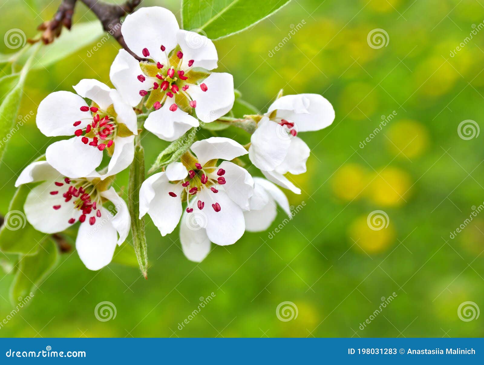 Blooming Pear Tree in Garden Stock Image - Image of garden, pistil ...