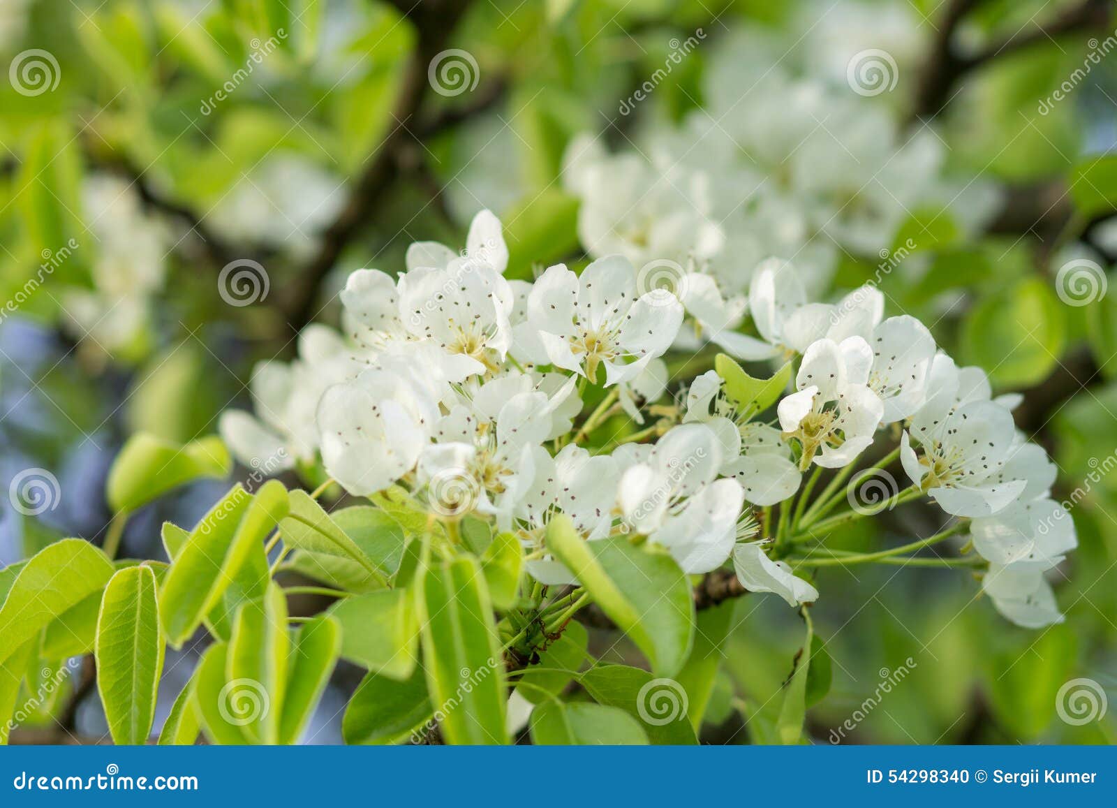 Blooming Pear-tree in Garden. Stock Photo - Image of nature, bloom ...