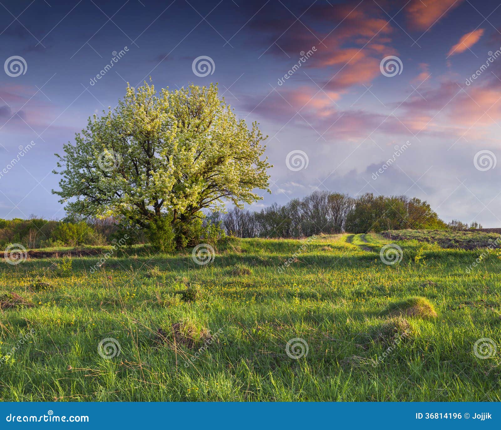 Blooming Pear Tree in Garden at Spring Stock Photo - Image of blooming ...