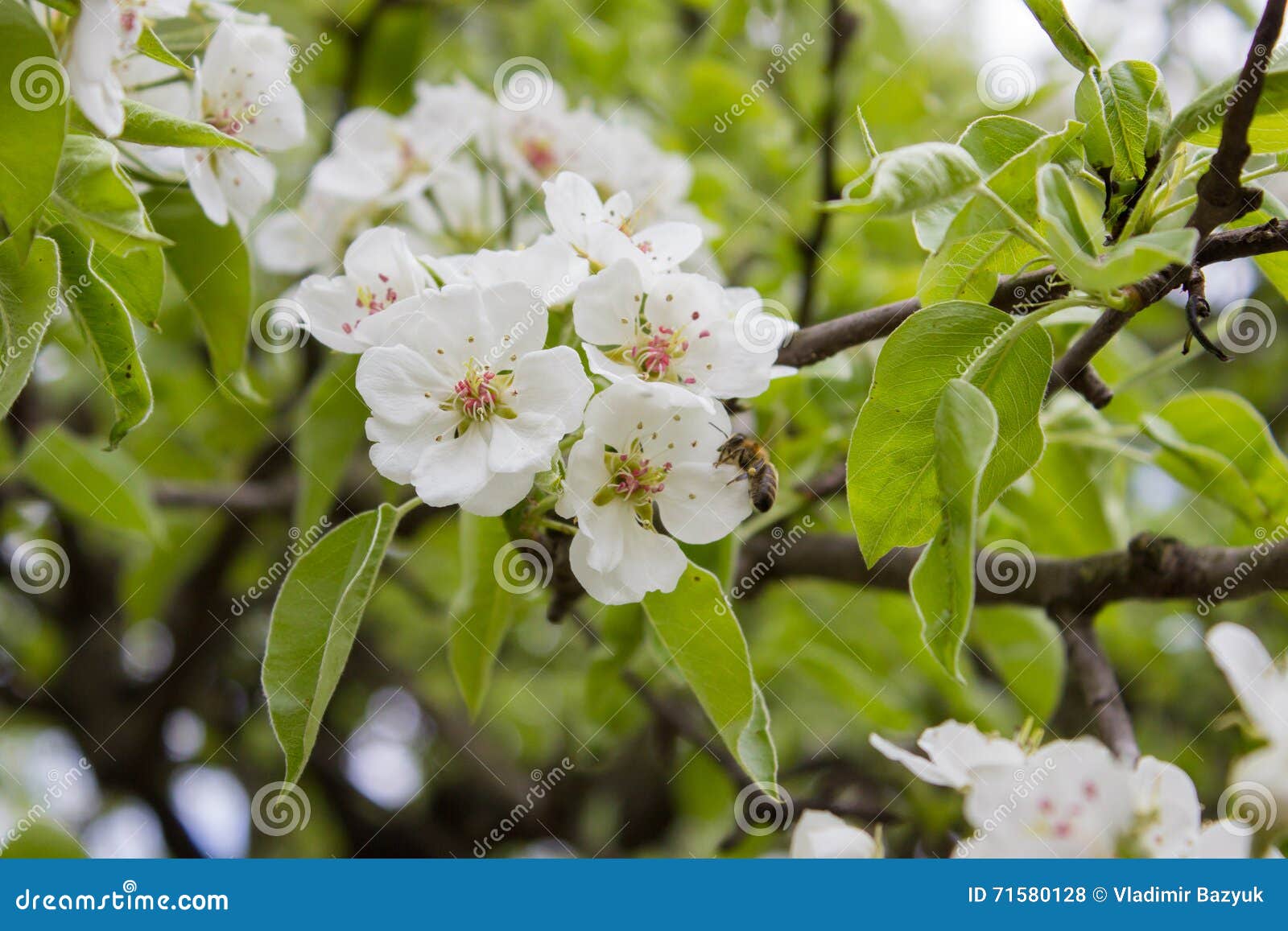Blooming pear tree stock photo. Image of floral, color - 71580128