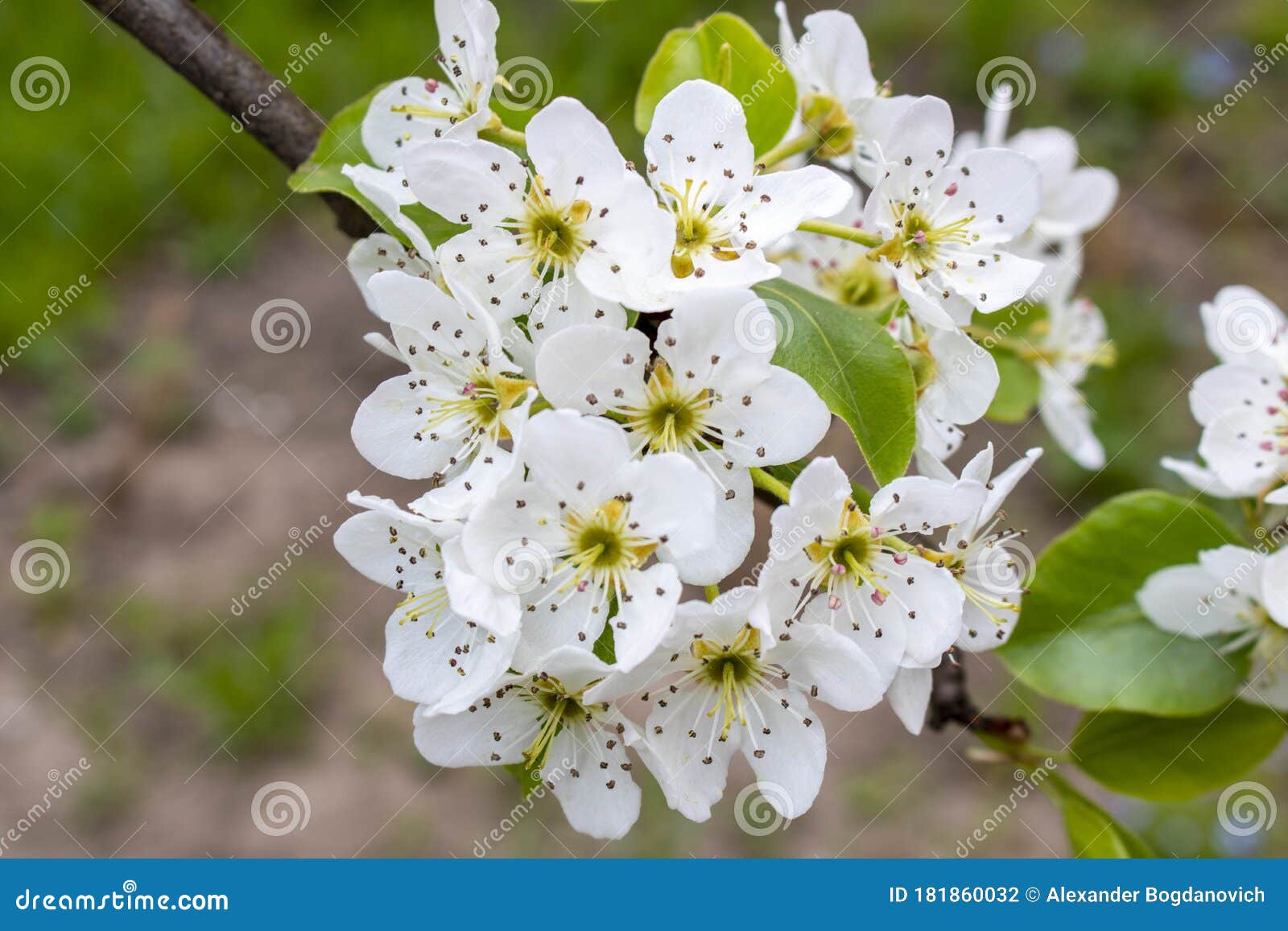 Blooming Pear Tree in Spring. Close Up Stock Photo - Image of closeup ...